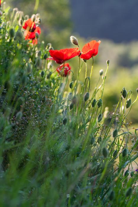 Mac Maki Flowers free image download