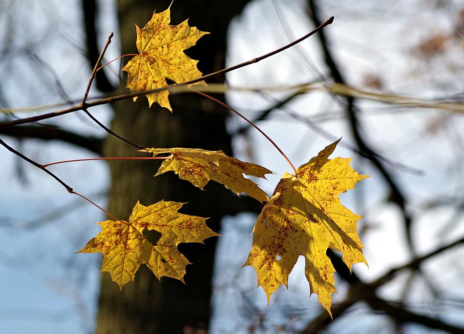 Autumn Leaves Clone Yellow free image download