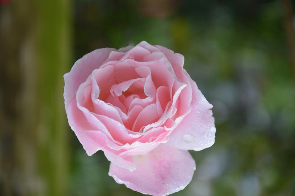 Flower Pink Color free image download