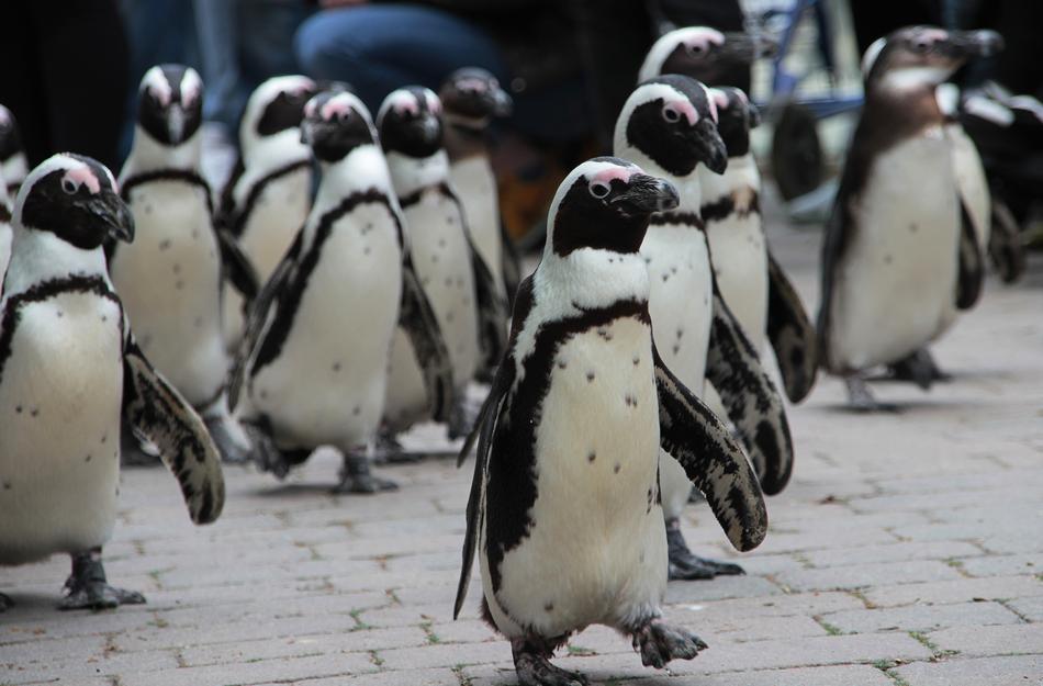 Penguin Zoo Animal Water bird free image download
