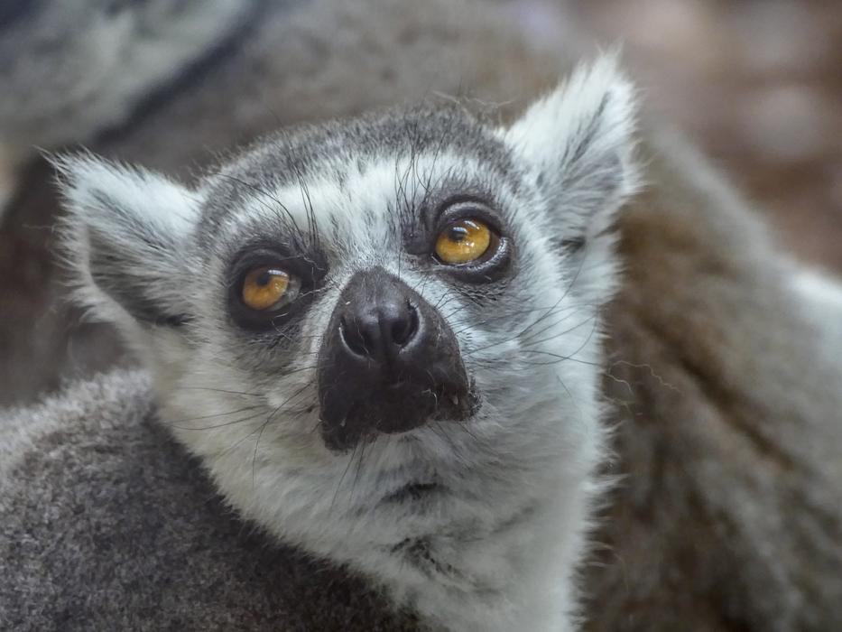 Mammal Wildlife Animal free image download