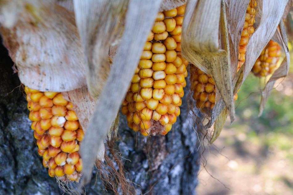 Corn Nature Autumn free image download
