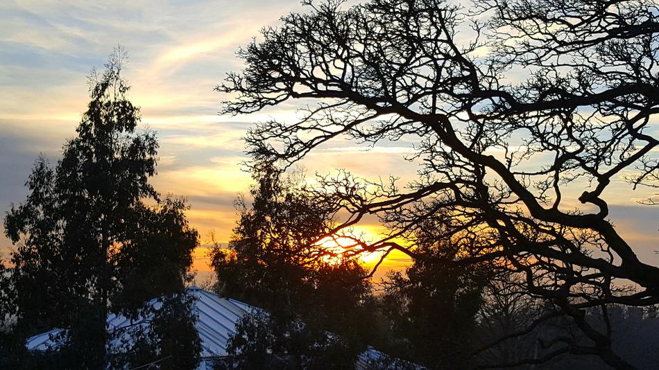 Tree Nature Dawn free image download