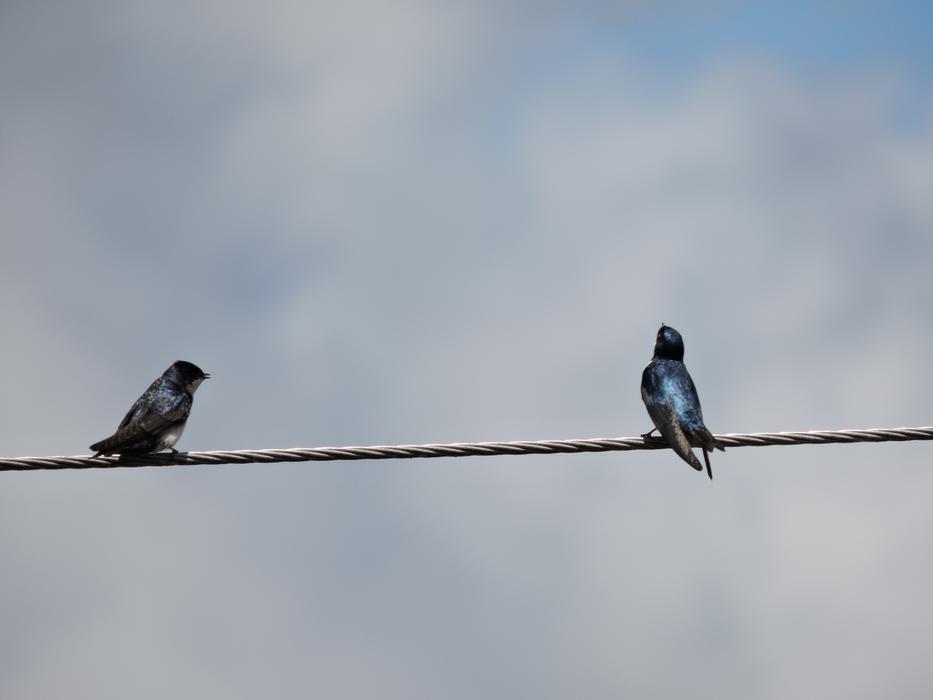 Birds Singing Nature Serengeti free image download