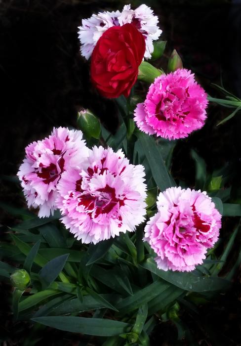 Carnations Flower Flora free image download