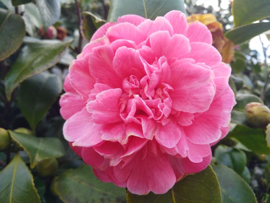 Pink big flower in the garden free image download