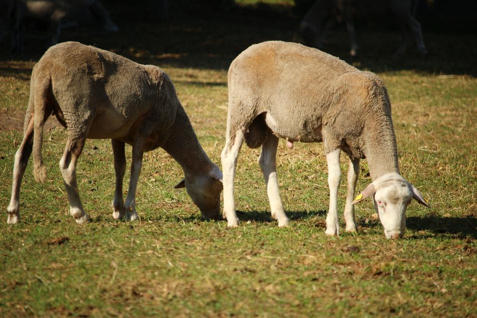 Sheep Animals at Pasture free image download