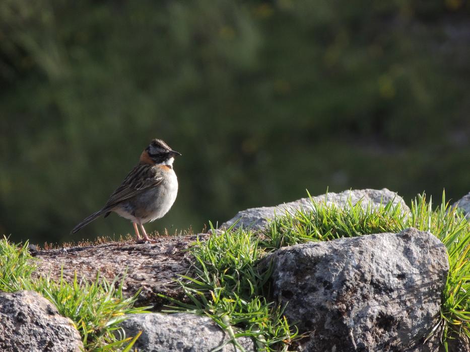 Nature Animalia Wild Life free image download