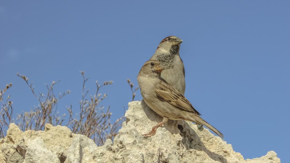 Sparrows Nature Outdoors free image download
