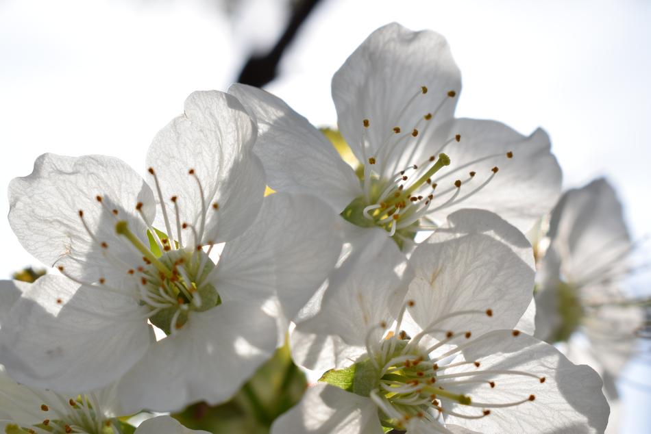 Flower Plant Nature Cherry free image download