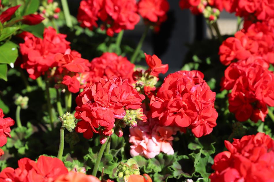 Flower Plant Nature free image download