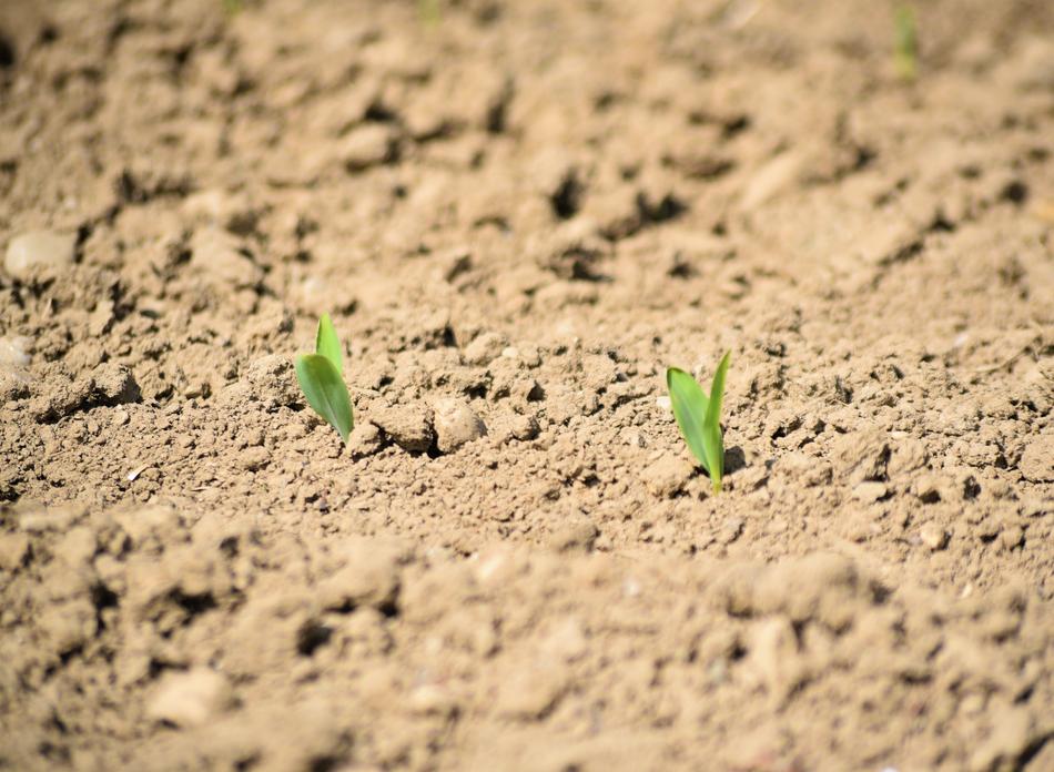 Agricultural Cereals Sow free image download