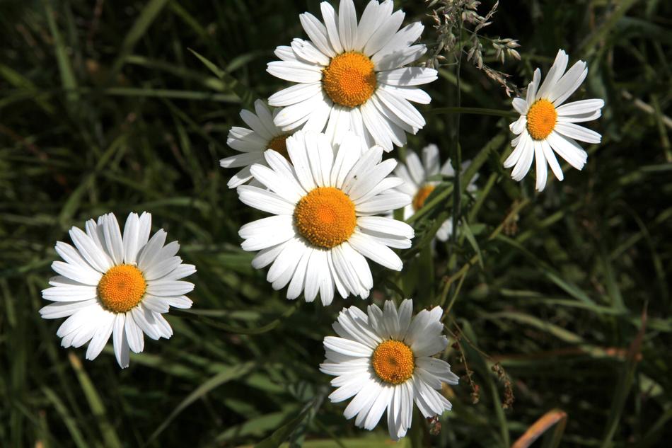 Large Daisies Flowers Botany free image download