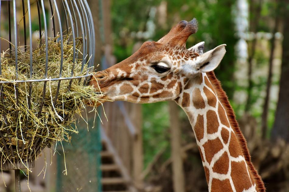 Giraffe Zoo Animal free image download