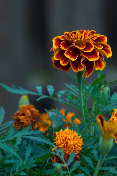 Flower Color Plant free image download