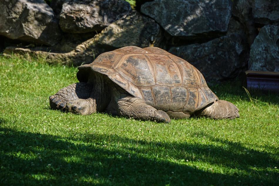 Giant Tortoise on lawn in zoo free image download