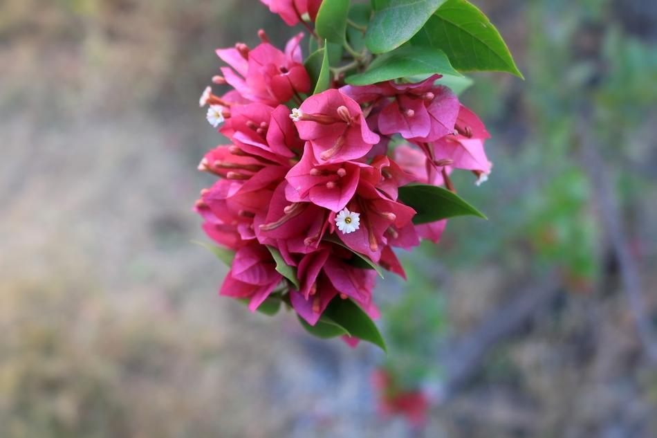 Flower Nature Flora free image download