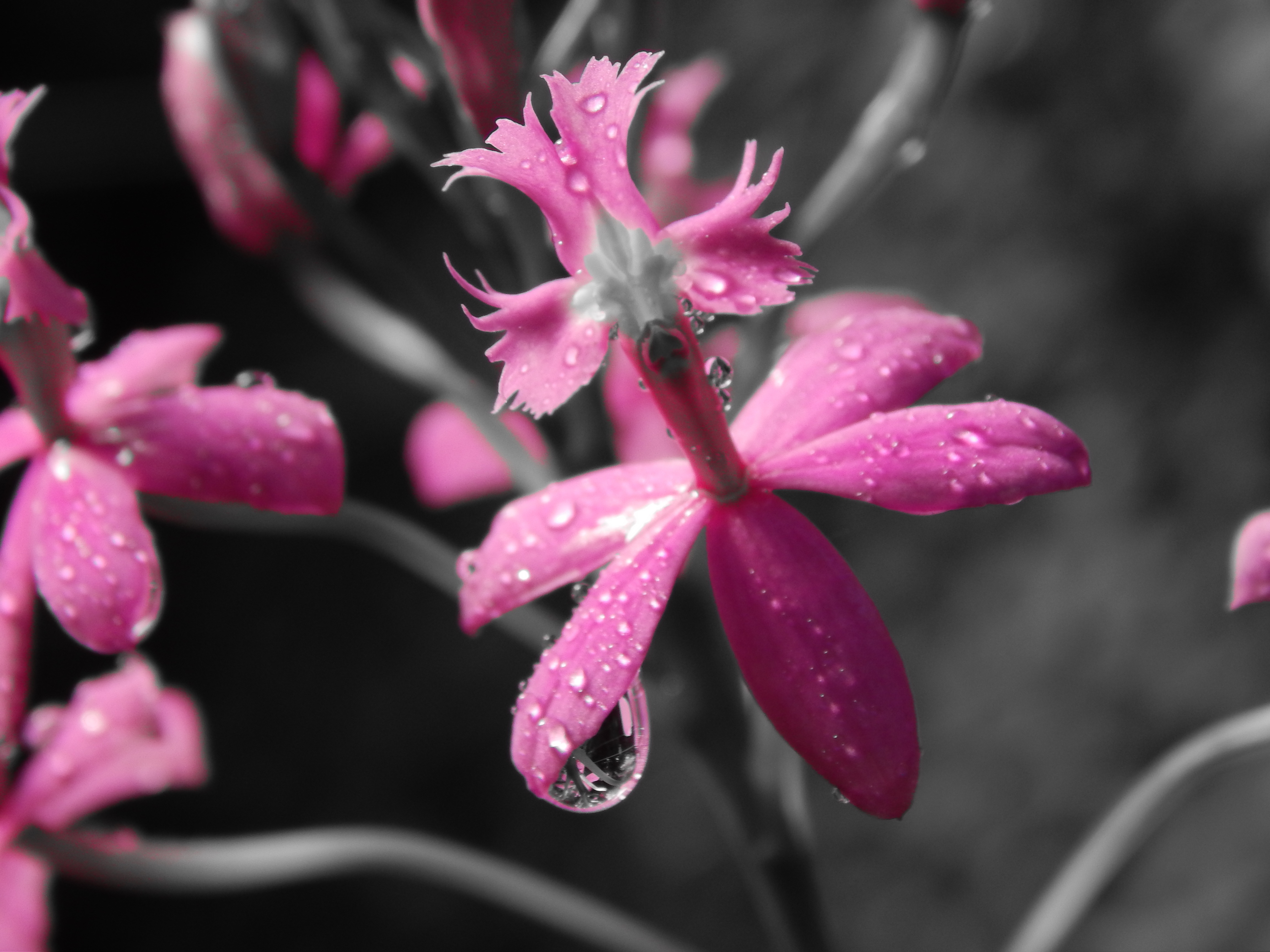 Flower Plant Nature Open free image download