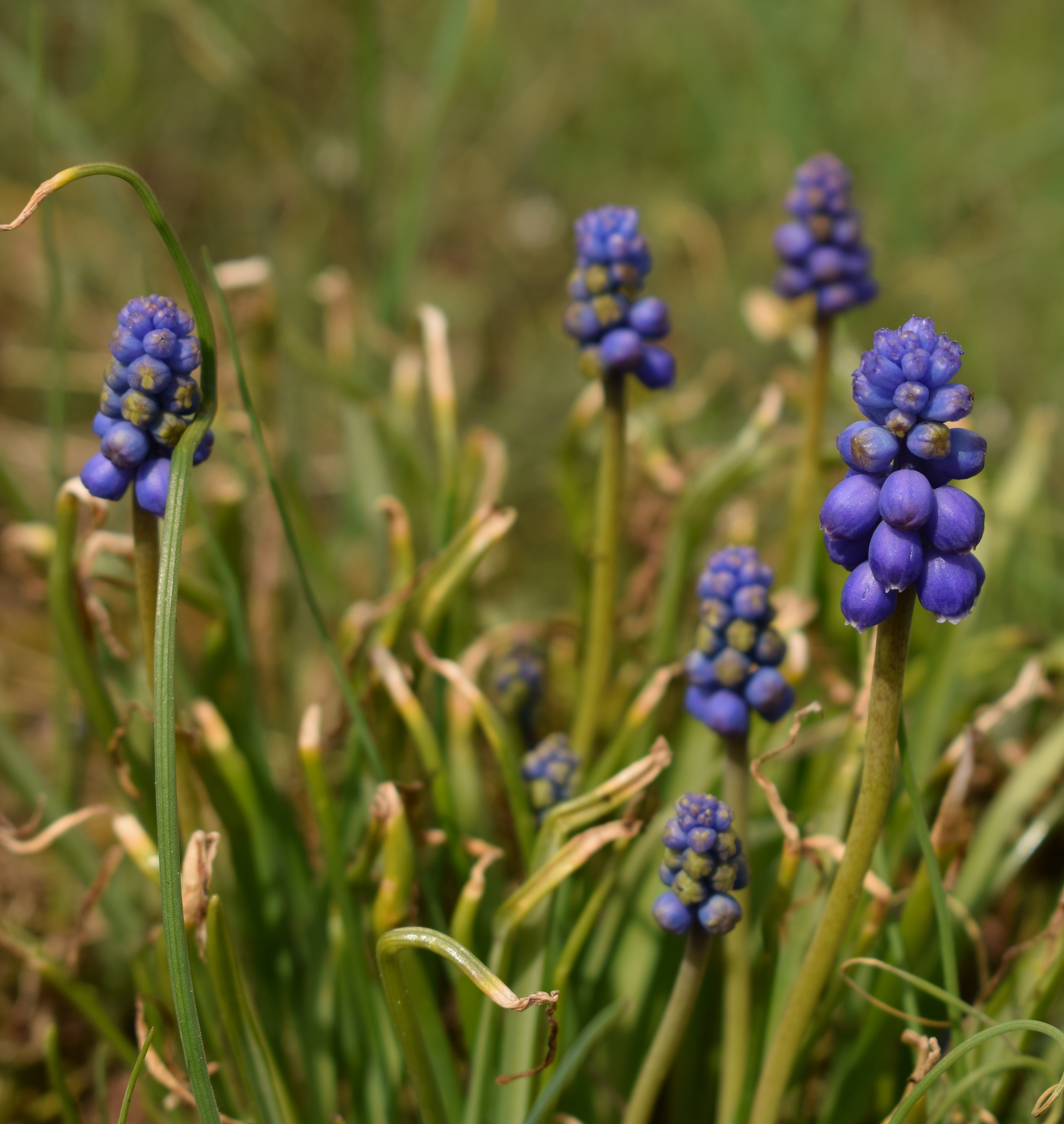 Wild field free image download