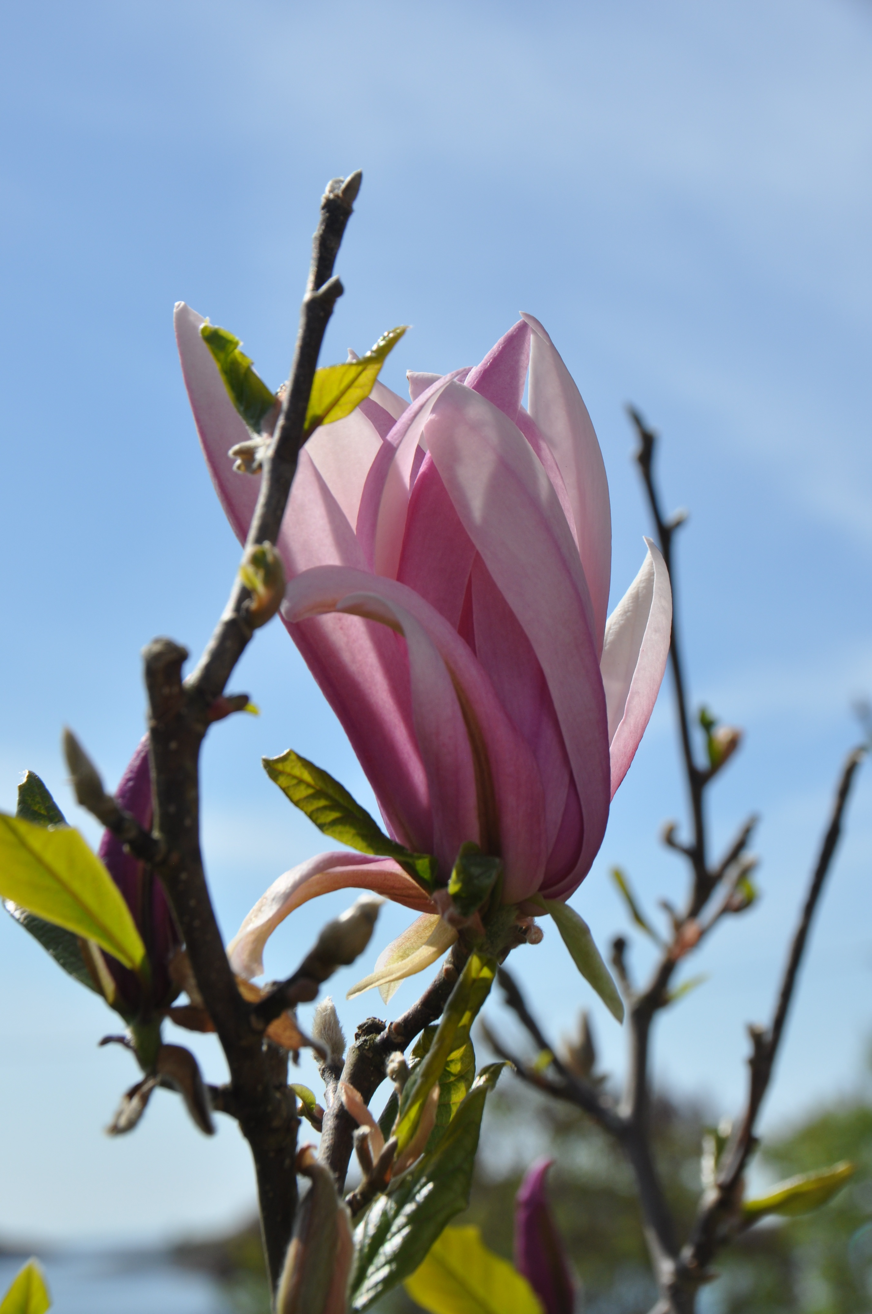 Magnolia Flower free image download