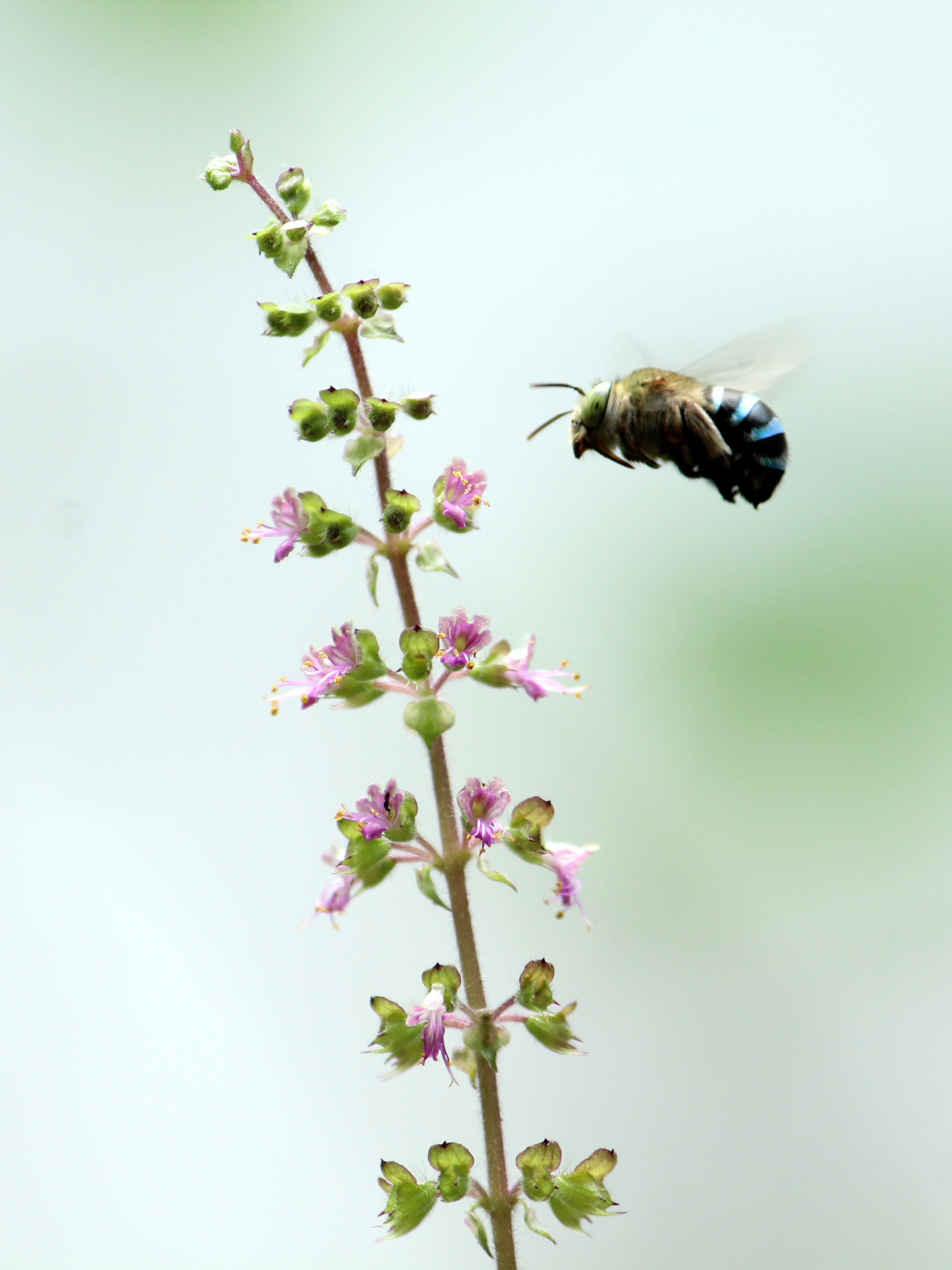 Bee Blue Small free image download