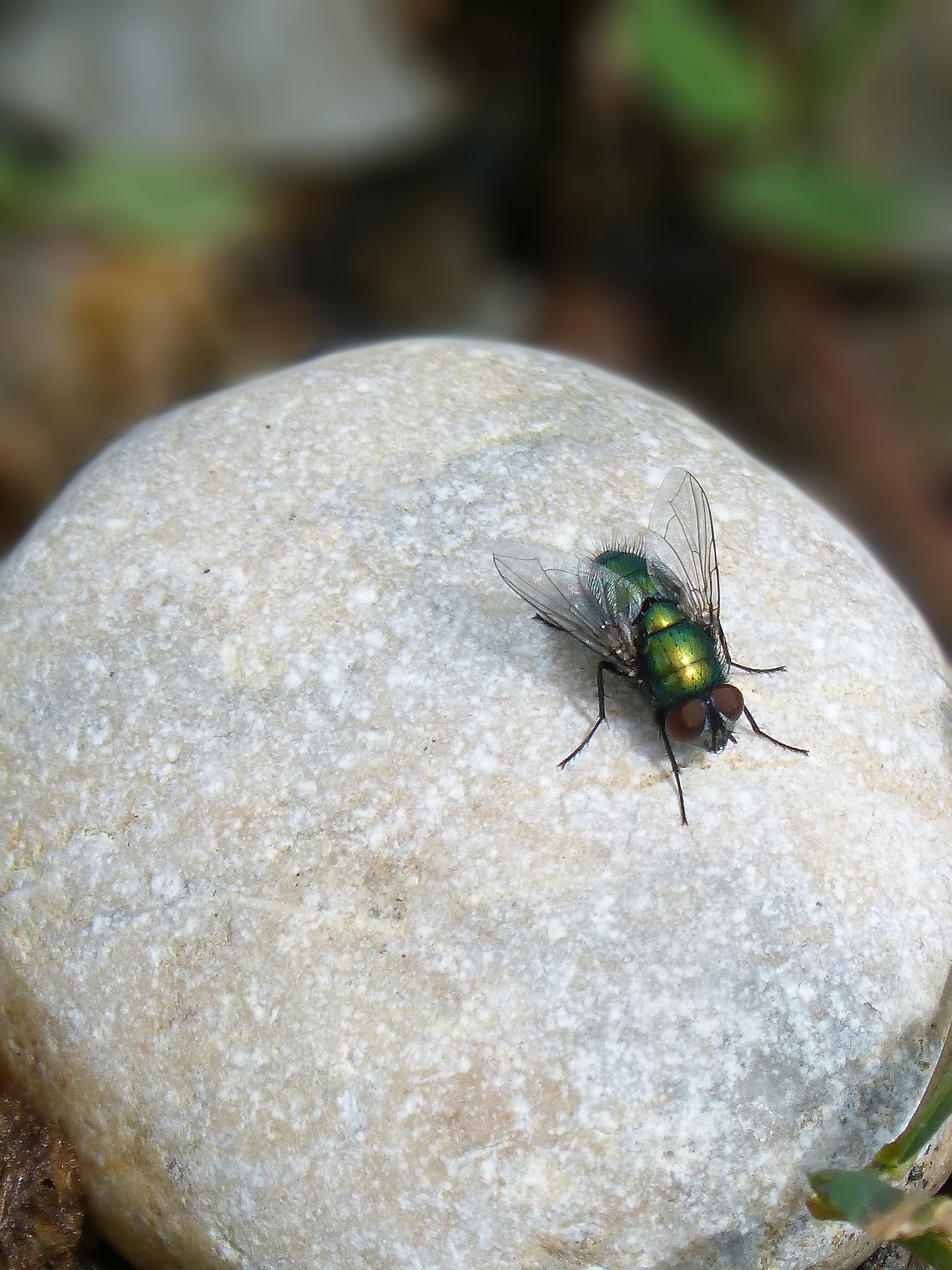 Botfly Bright Metallic free image download