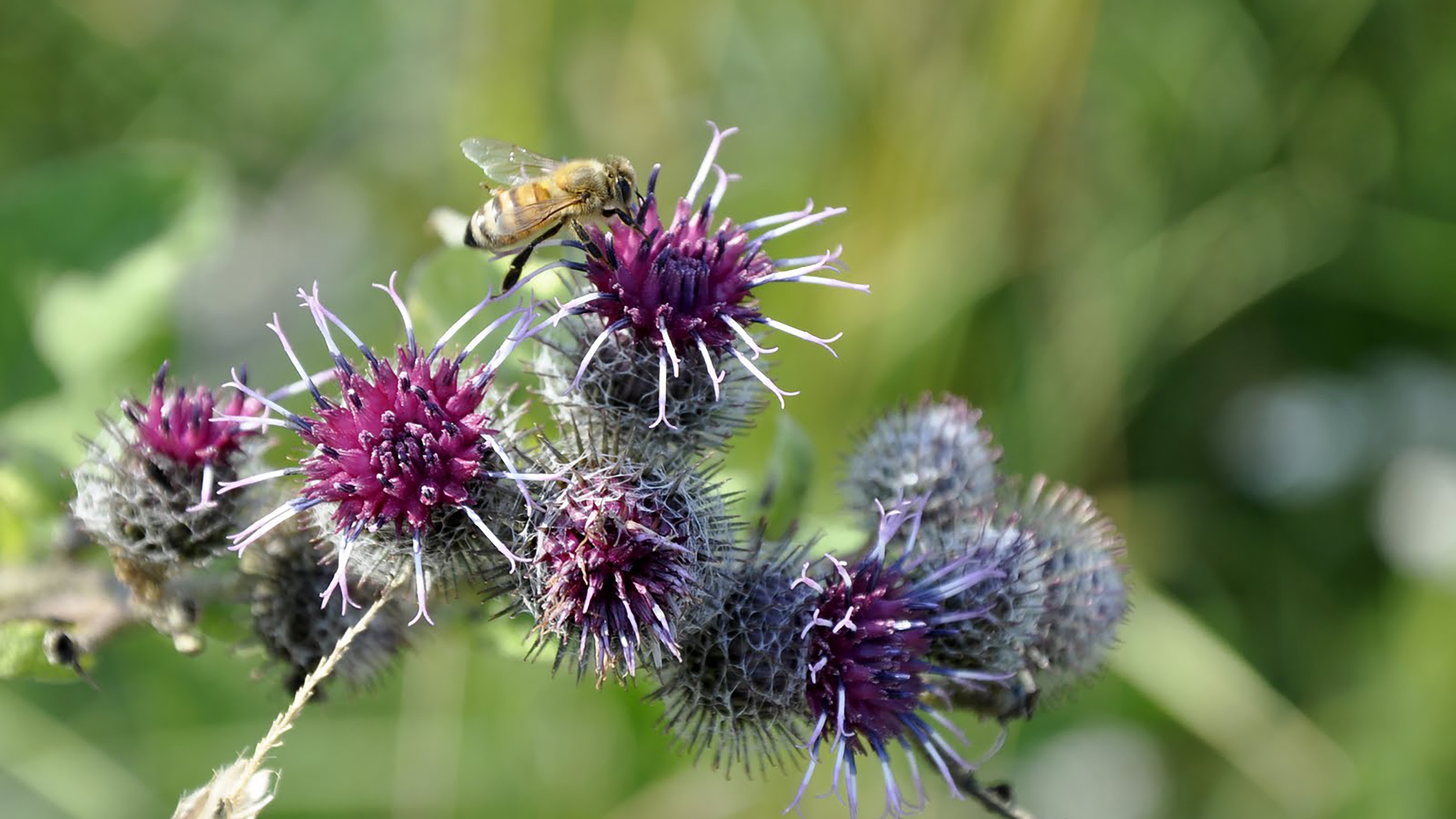 Thistle Bee Meadow free image download