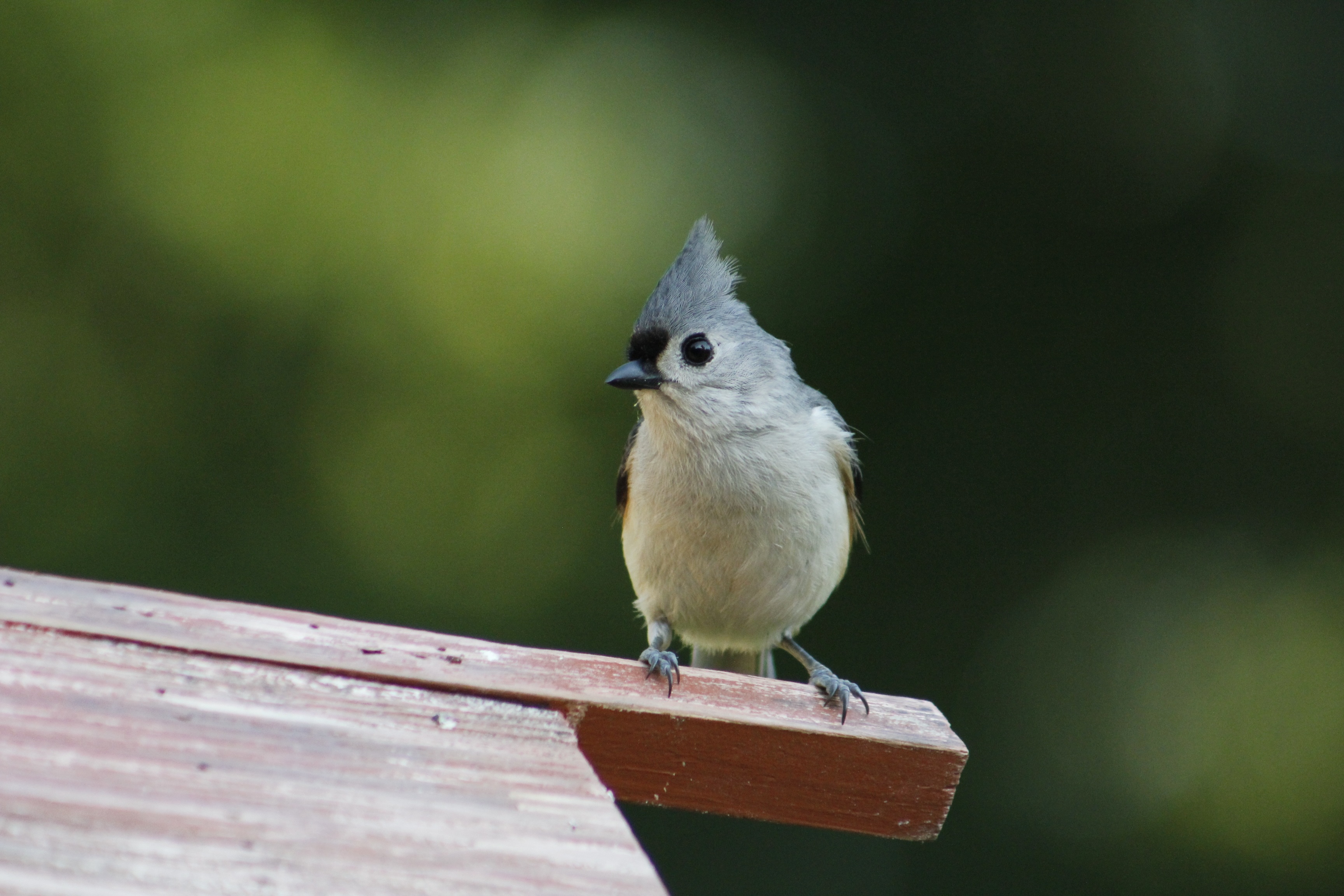 Bird Wildlife Animal free image download