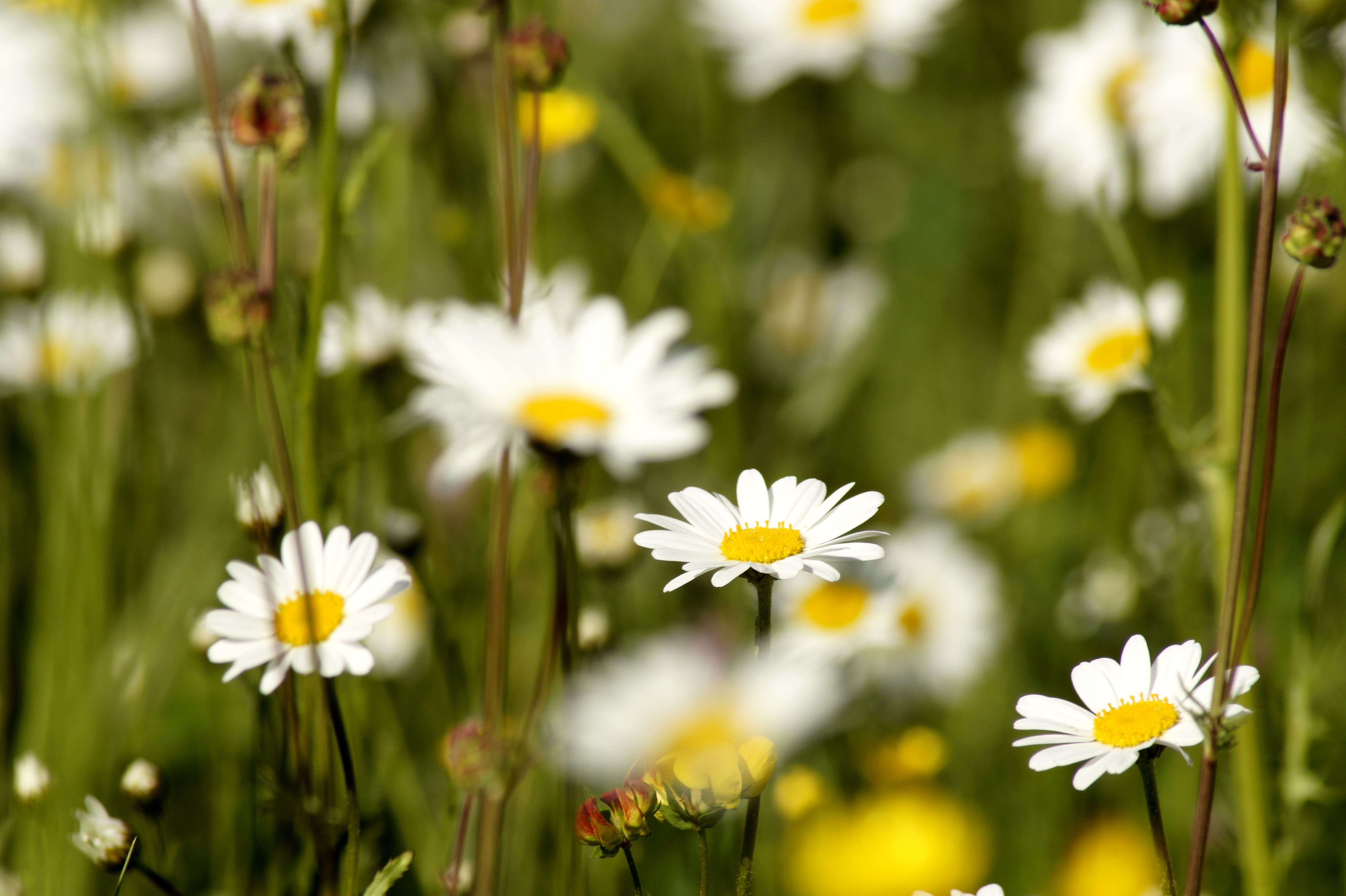 Daisy Flower Plant free image download