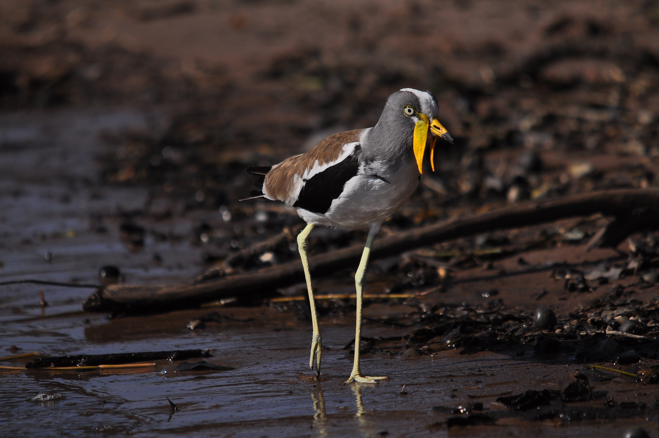 Bird Wildlife Animal free image download