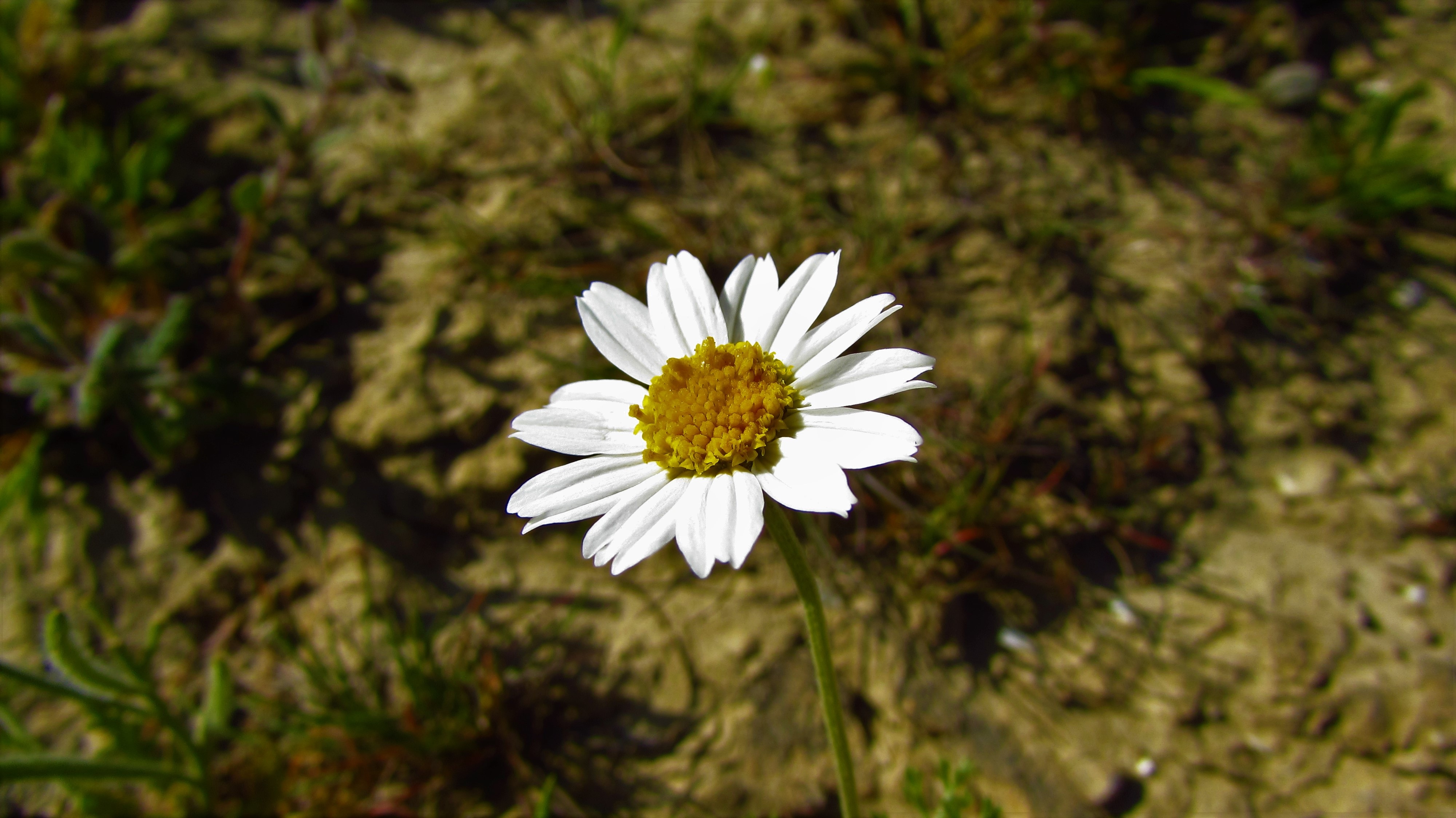 White beautiful one flower free image download