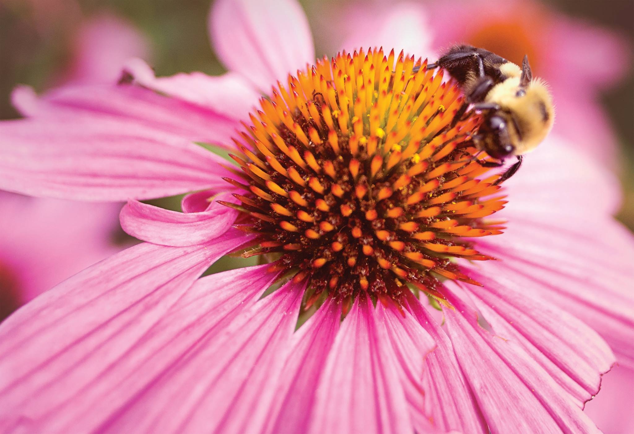 Nature Flower Insect free image download