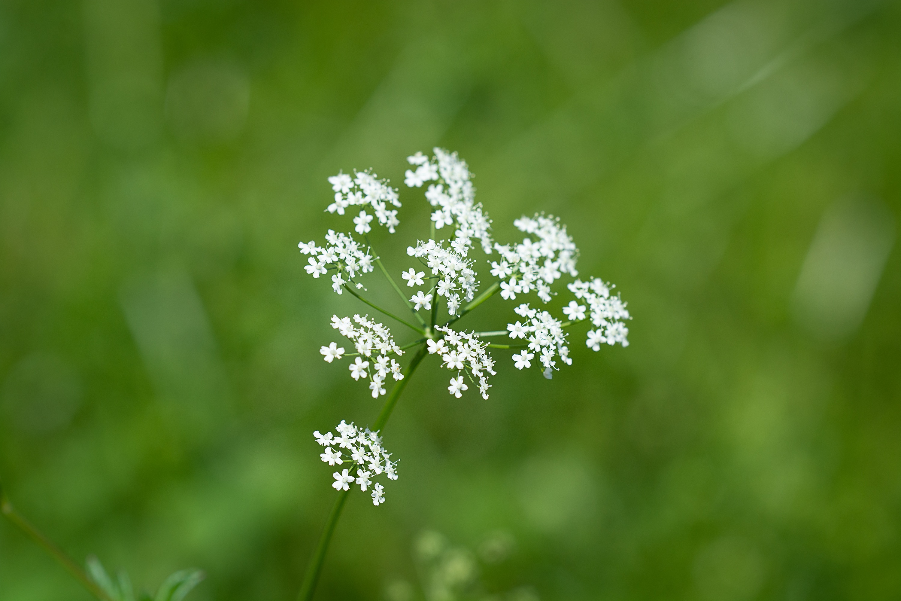 Plant Flowers White Small free image download