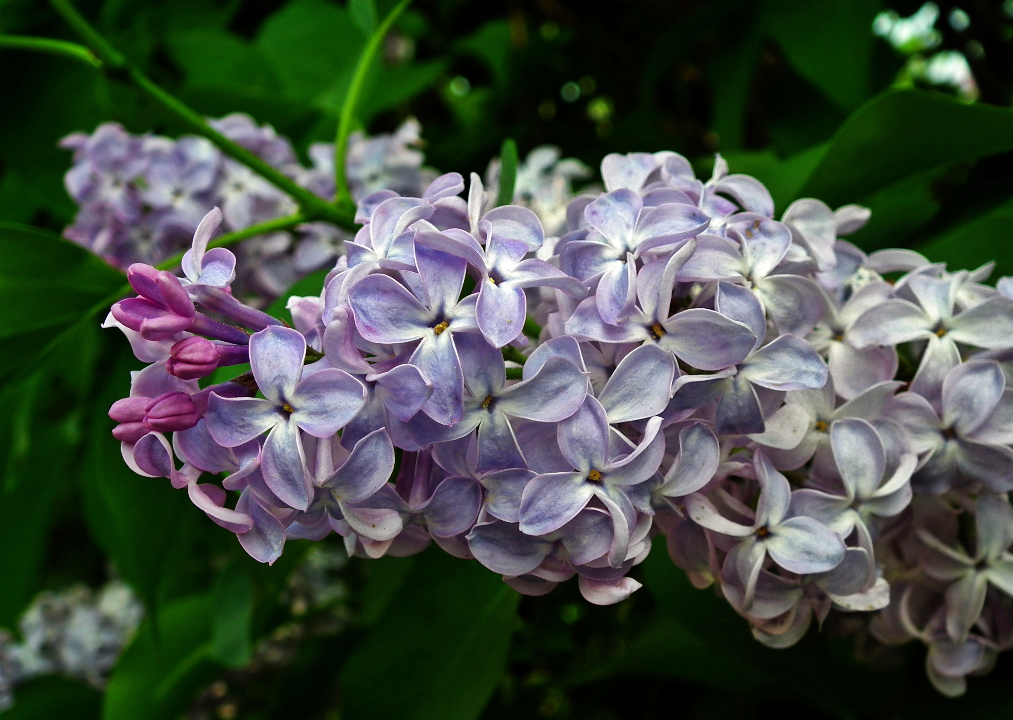Flower Without Blooming free image download