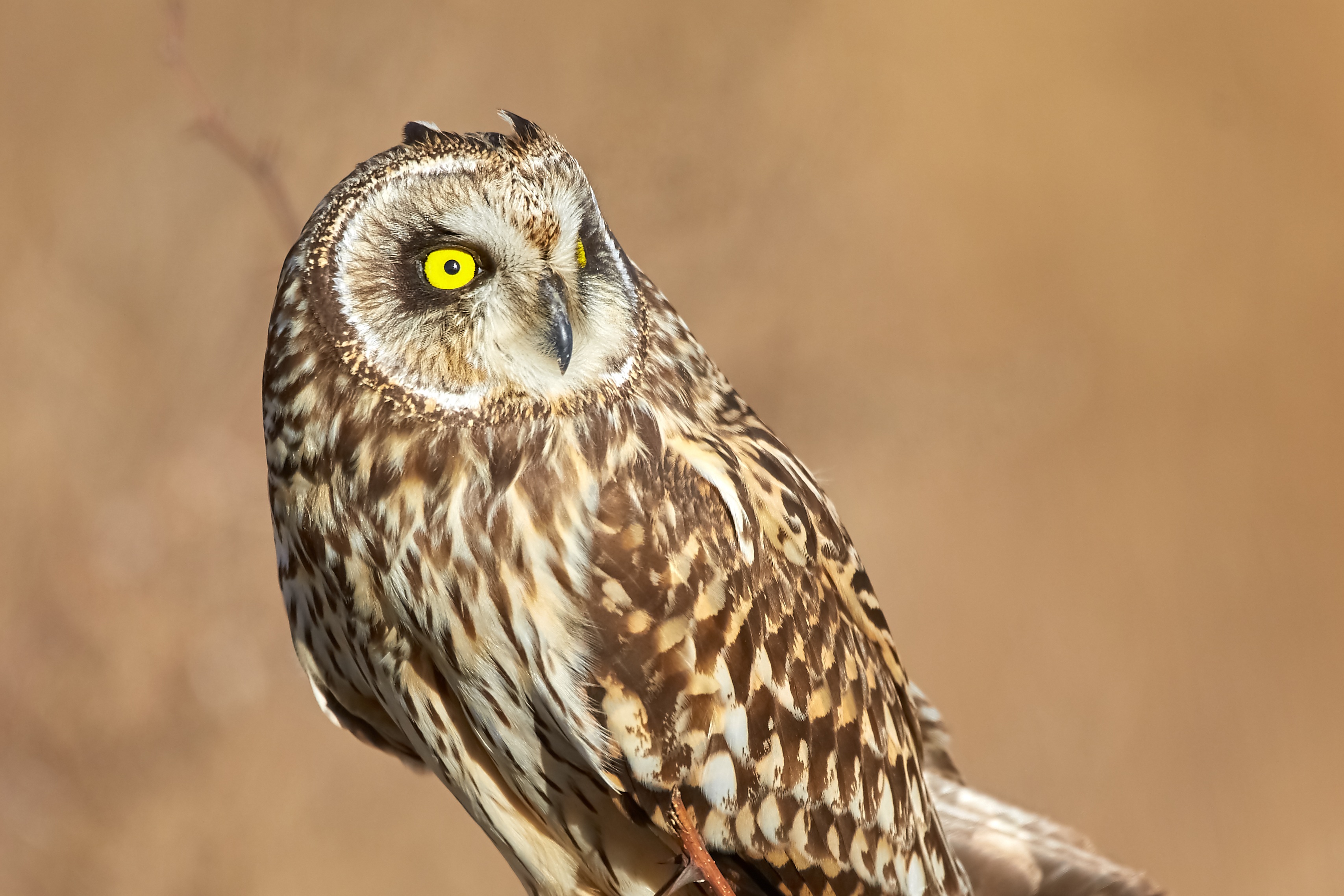 Owl Bird Animal free image download