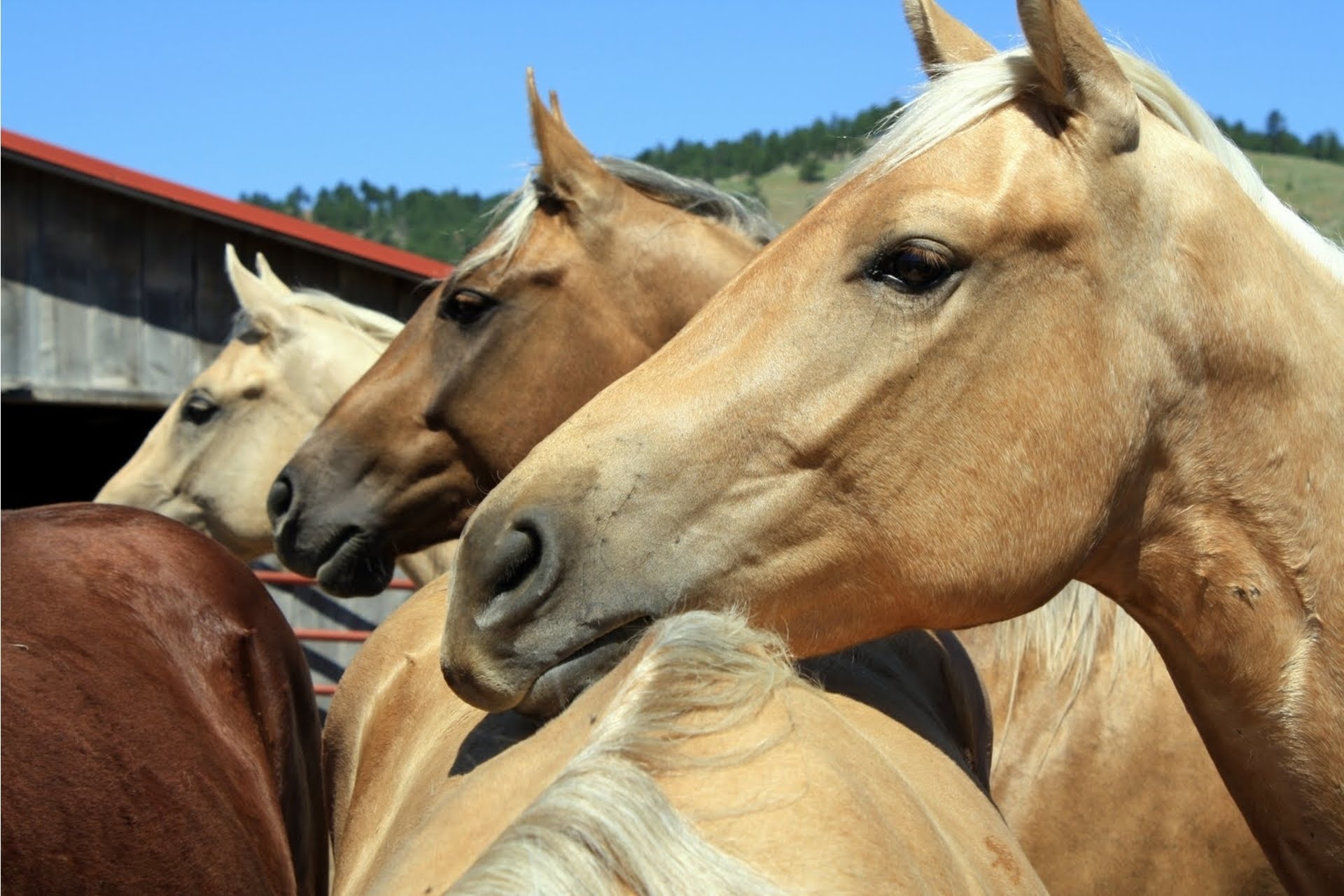 Cavalry horses Mammals free image download