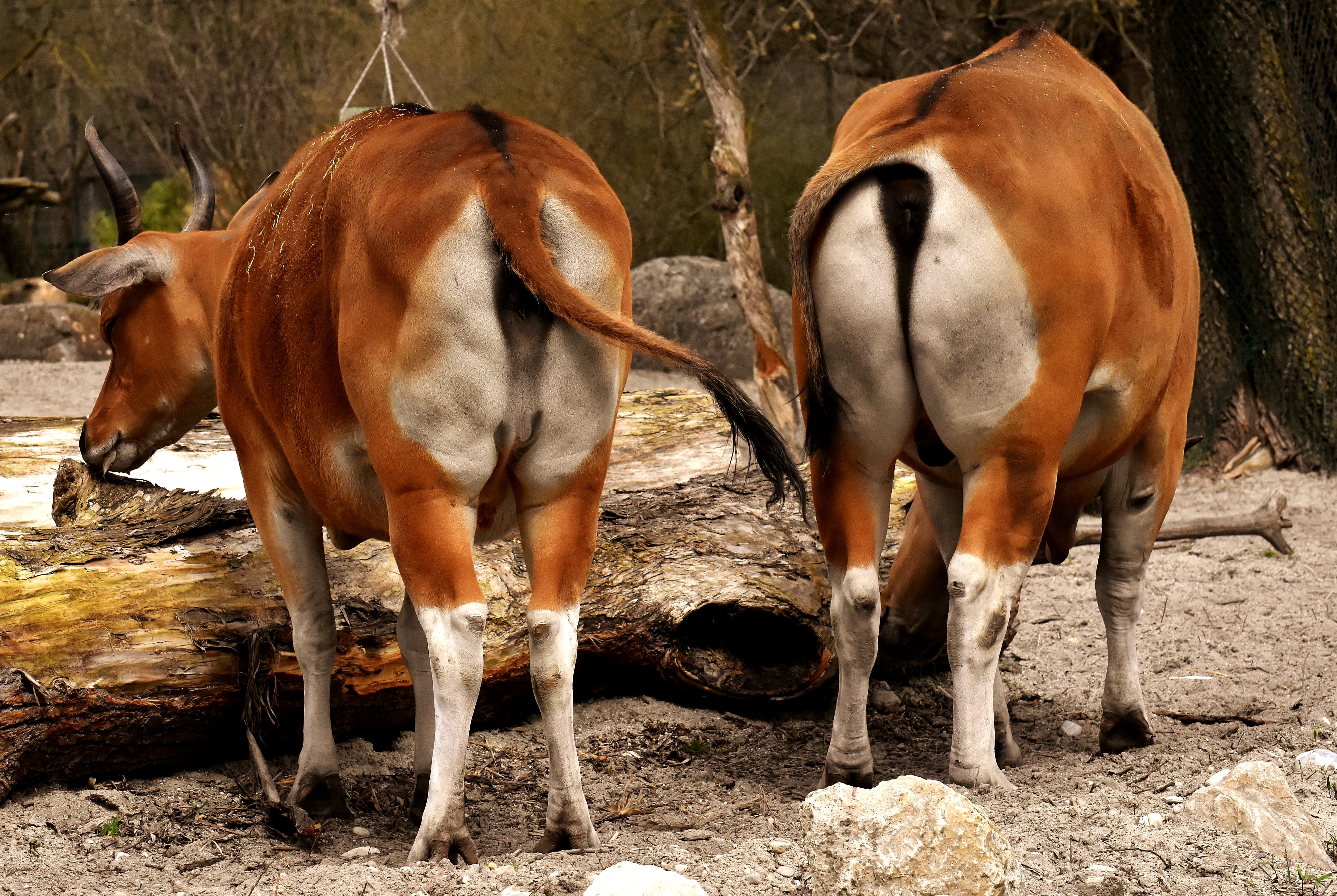 Banteng Beef Bos Javanicus free image download