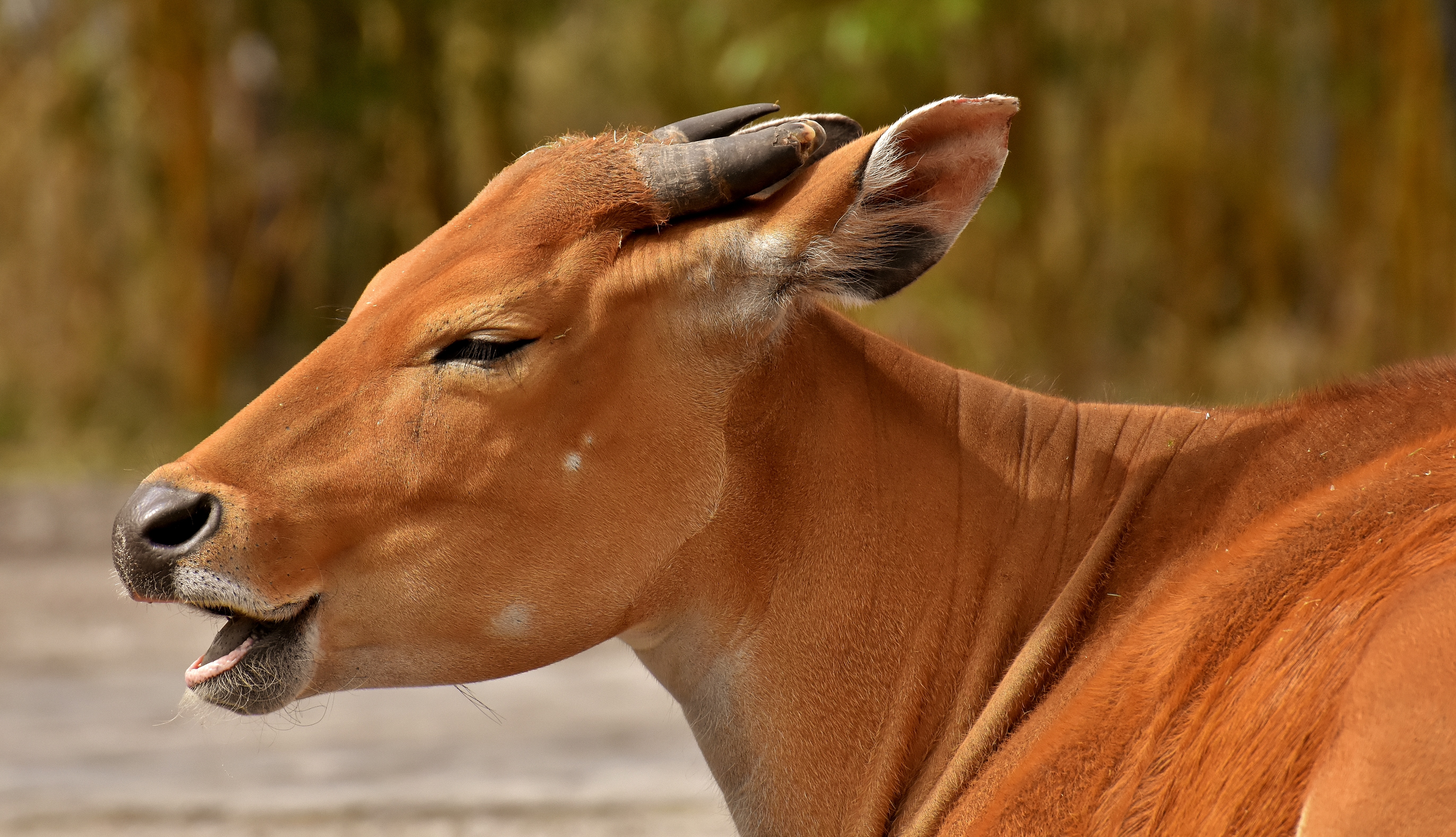 Banteng Beef Bos Javanicus free image download