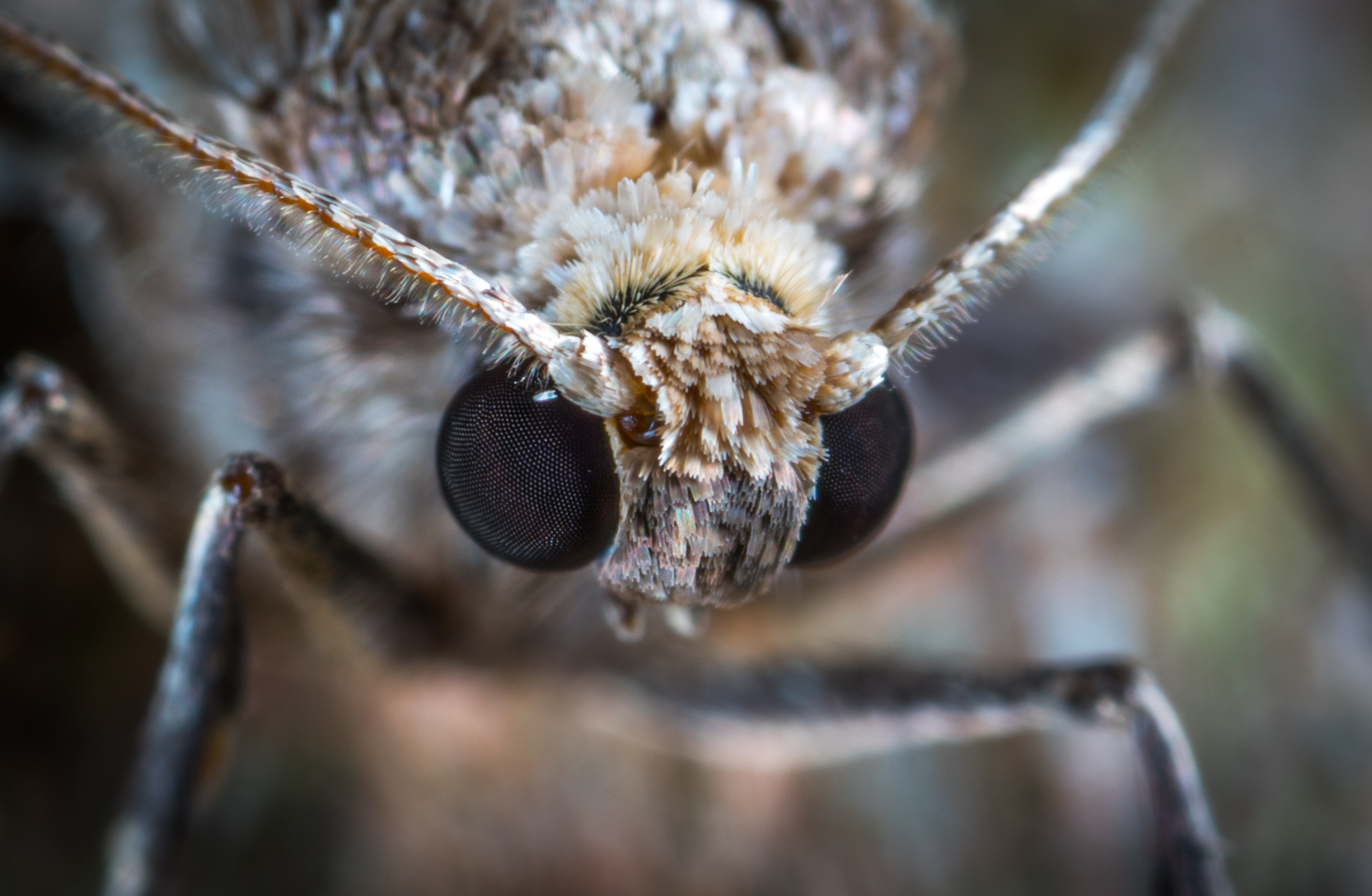 Macro Moth Insect free image download