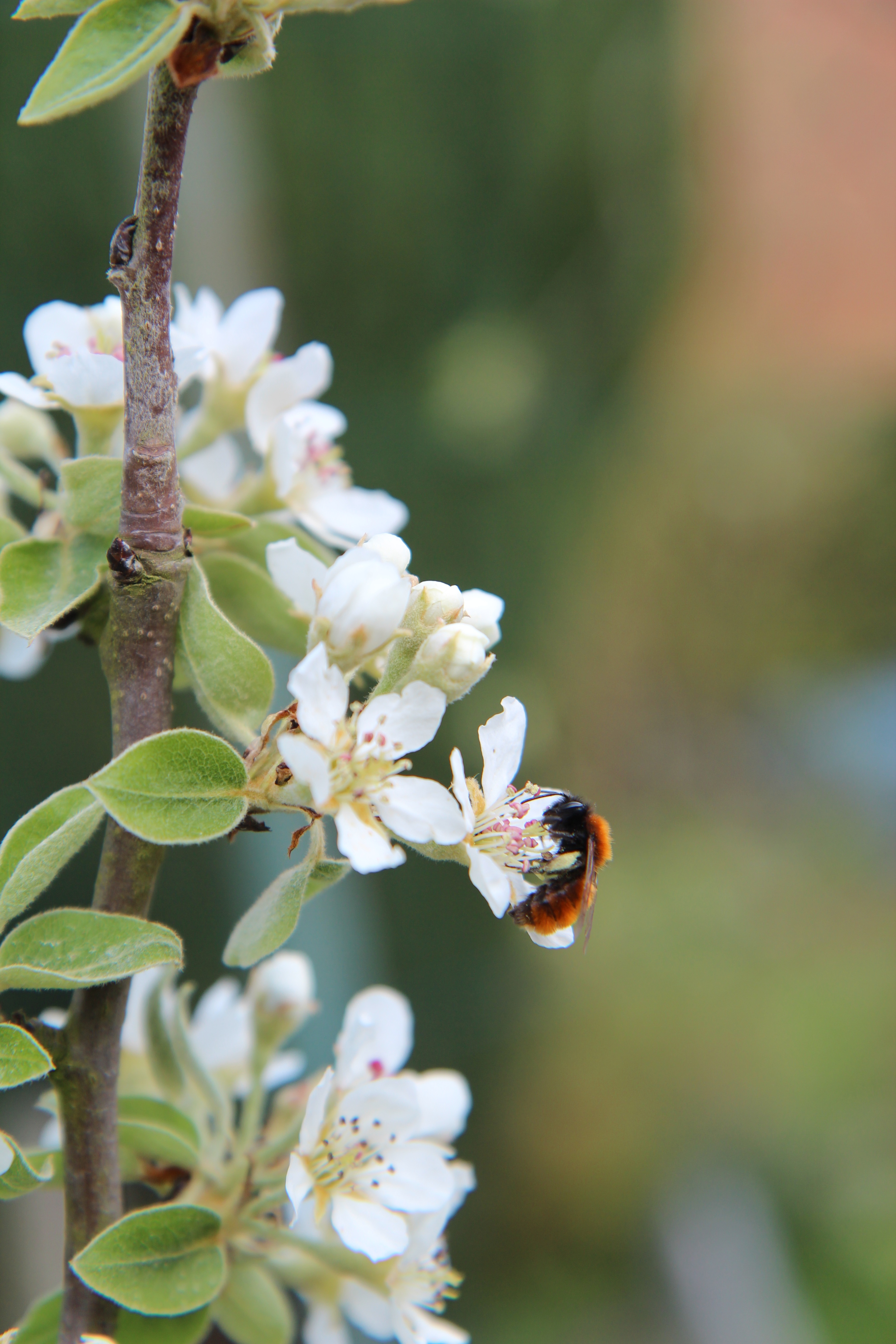 Poirier Flowers Of Bee in garden free image download