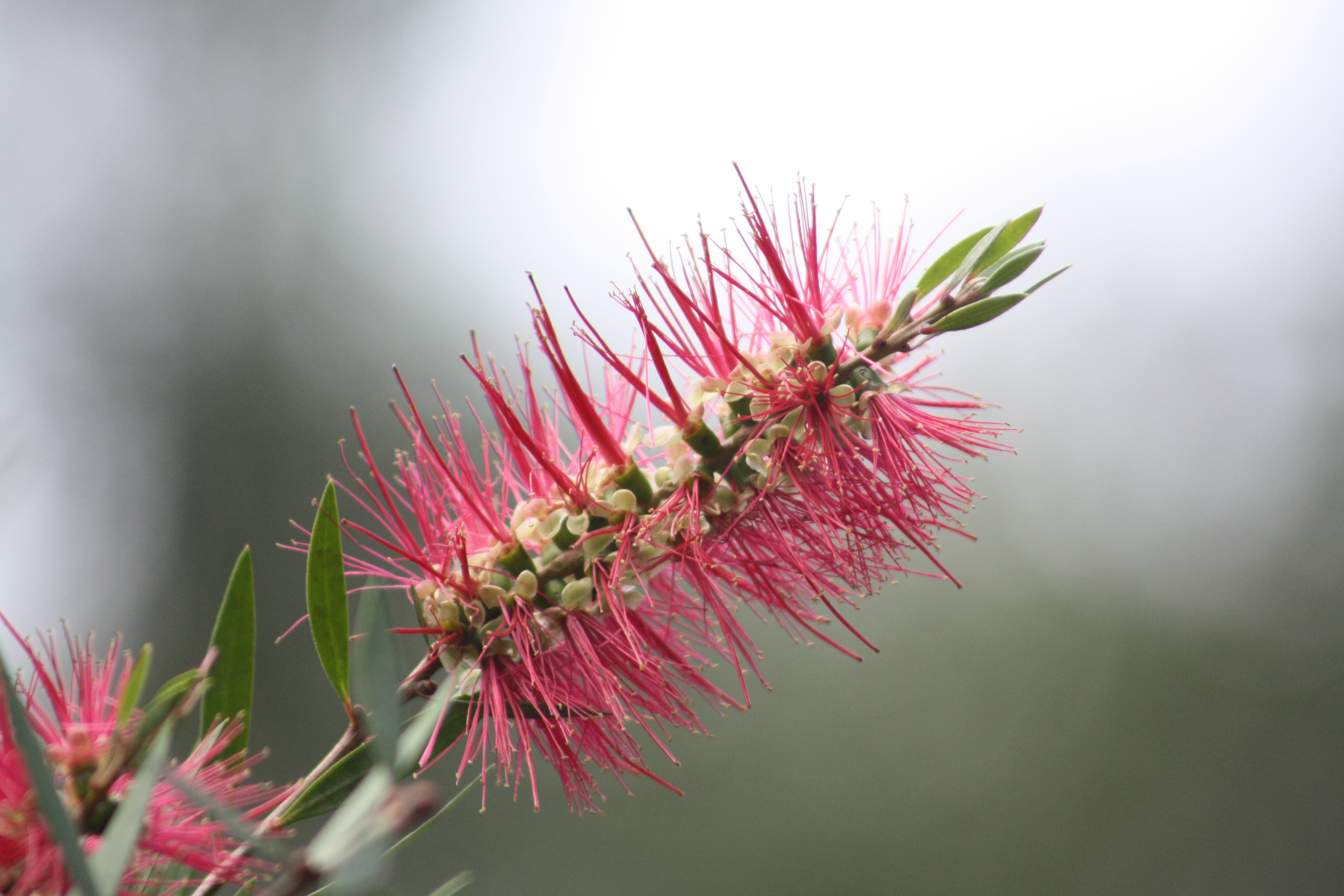 Flower Australia Australian free image download