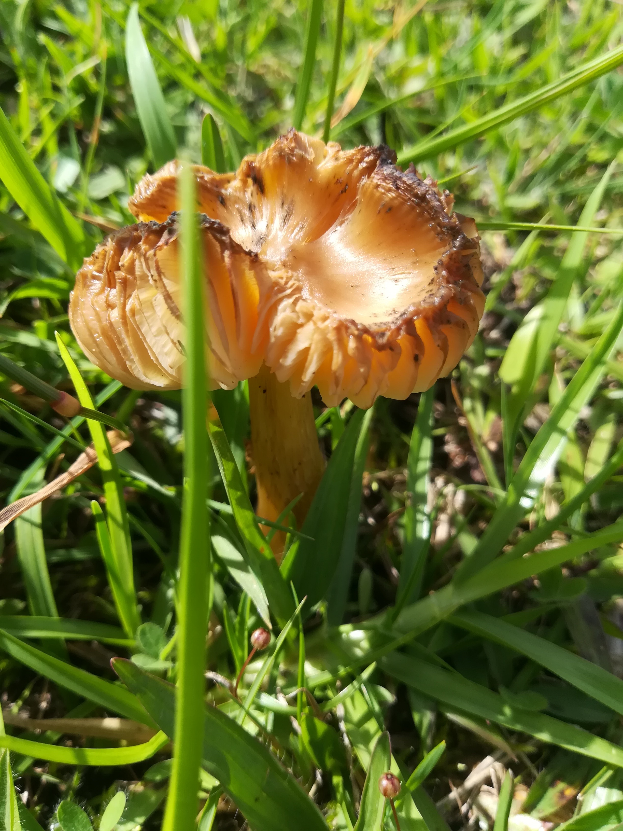 Flower Nature Fungus free image download
