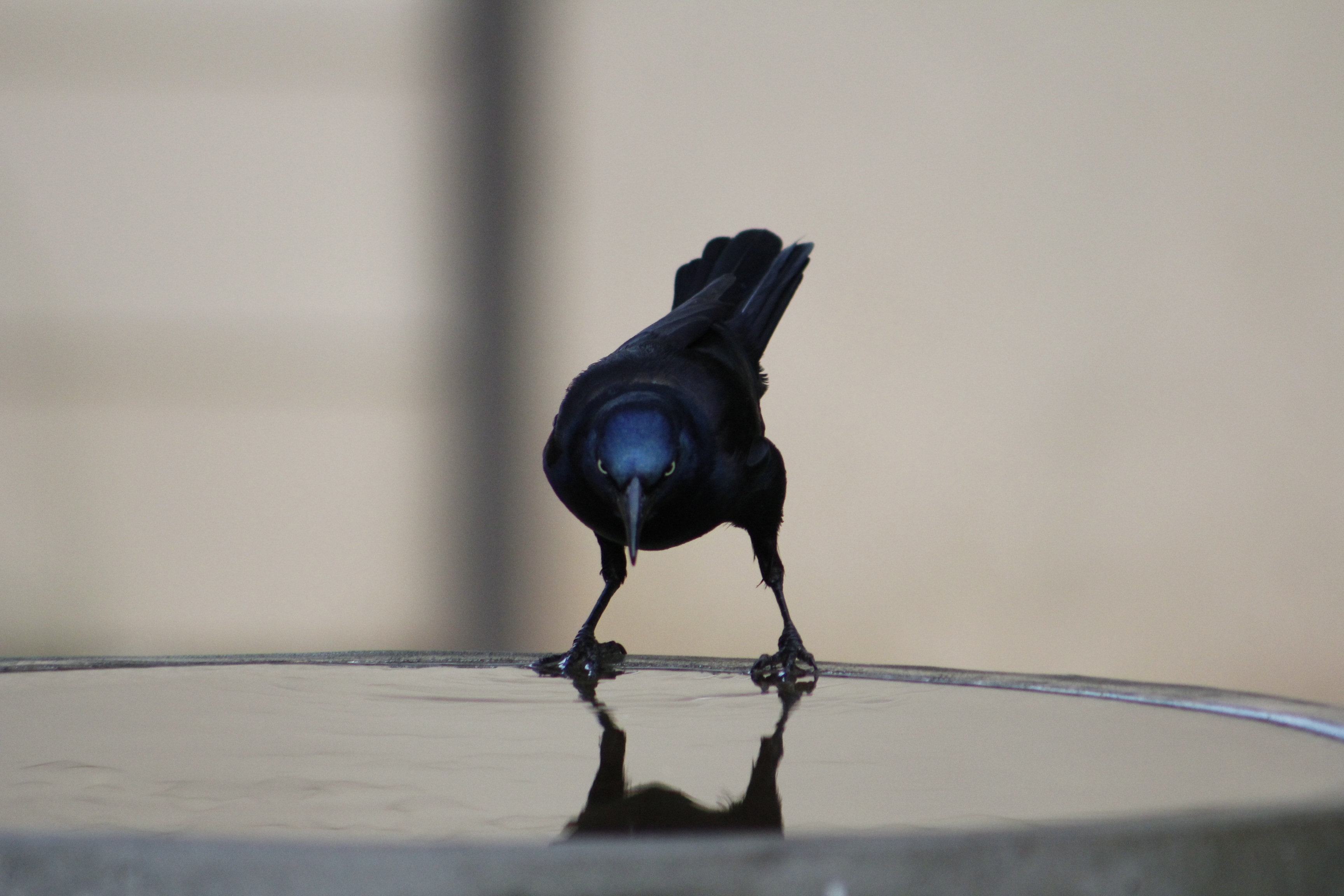Common Grackle Bird free image download
