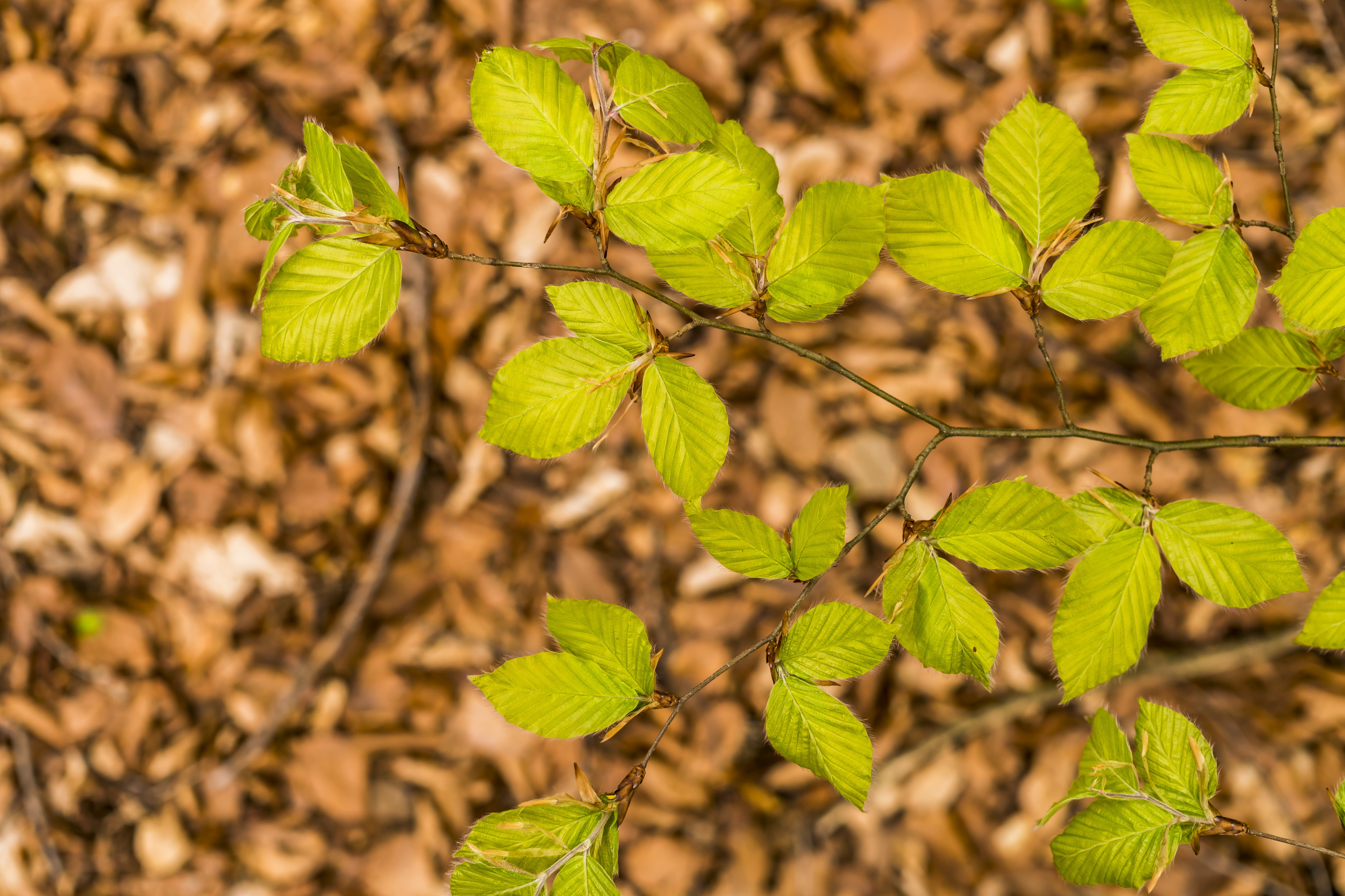Beech Leaves Spring free image download