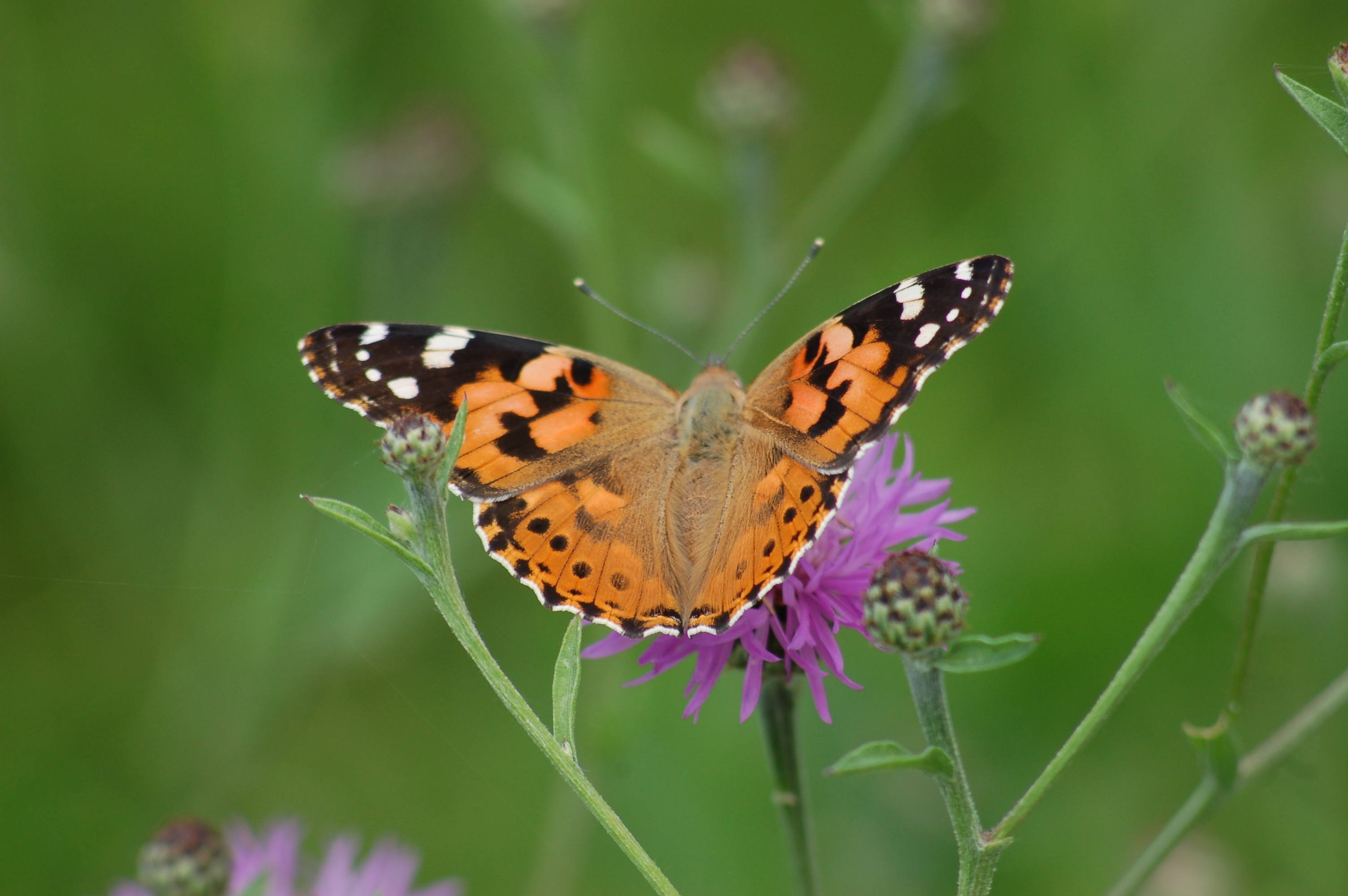 Butterfly Nature Summer free image download