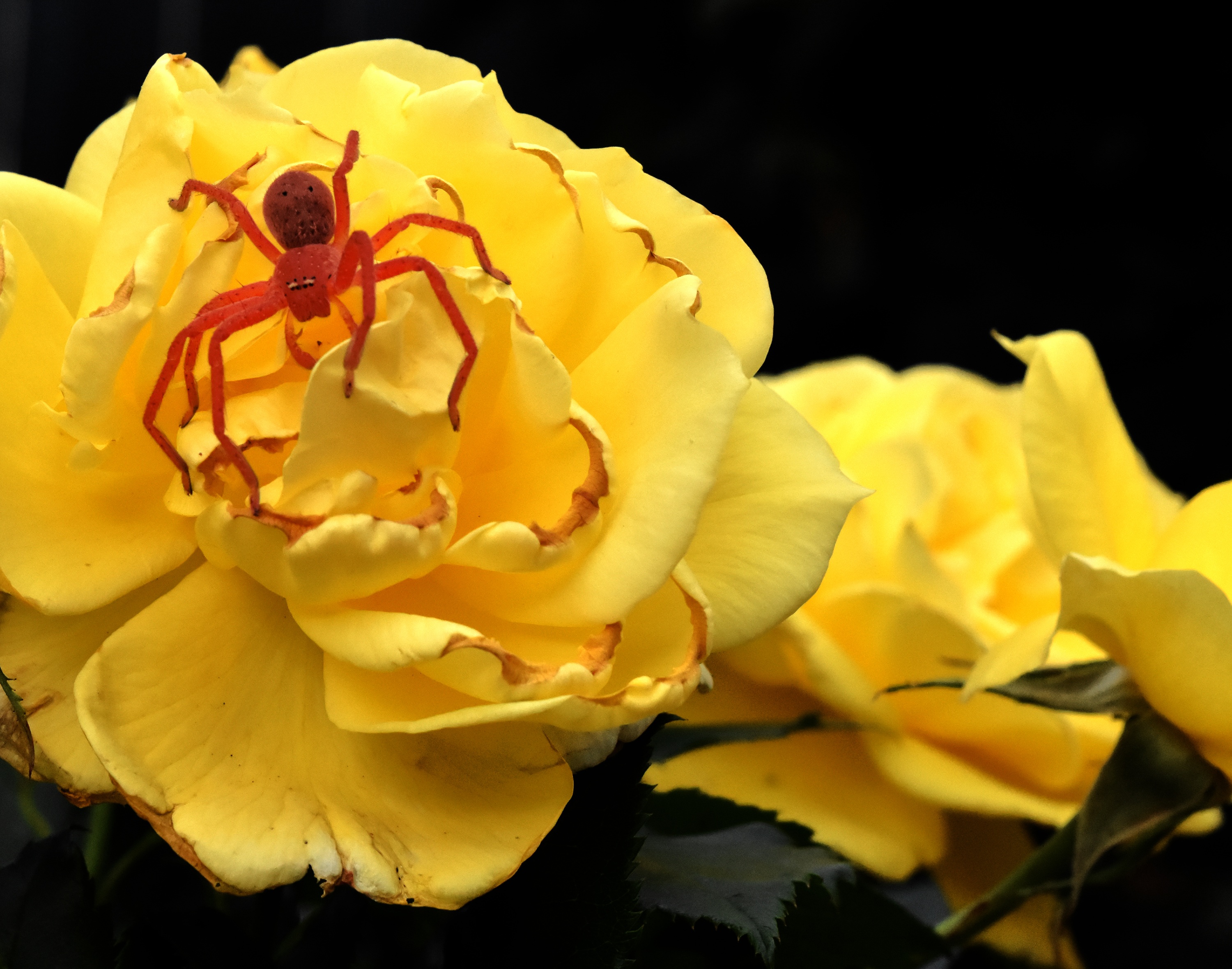 Yellow Rose Spider free image download