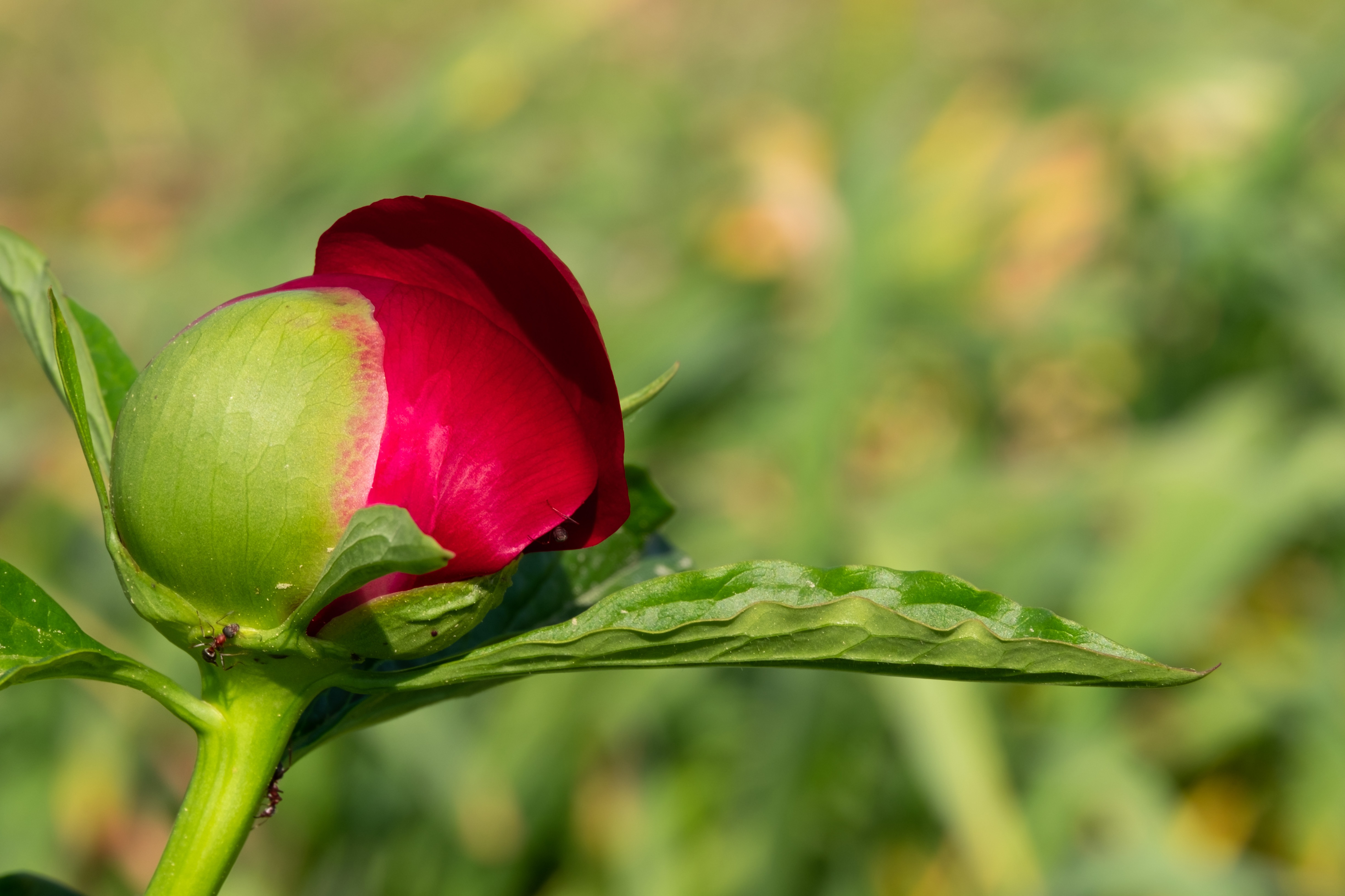 Peony Flower Nature free image download