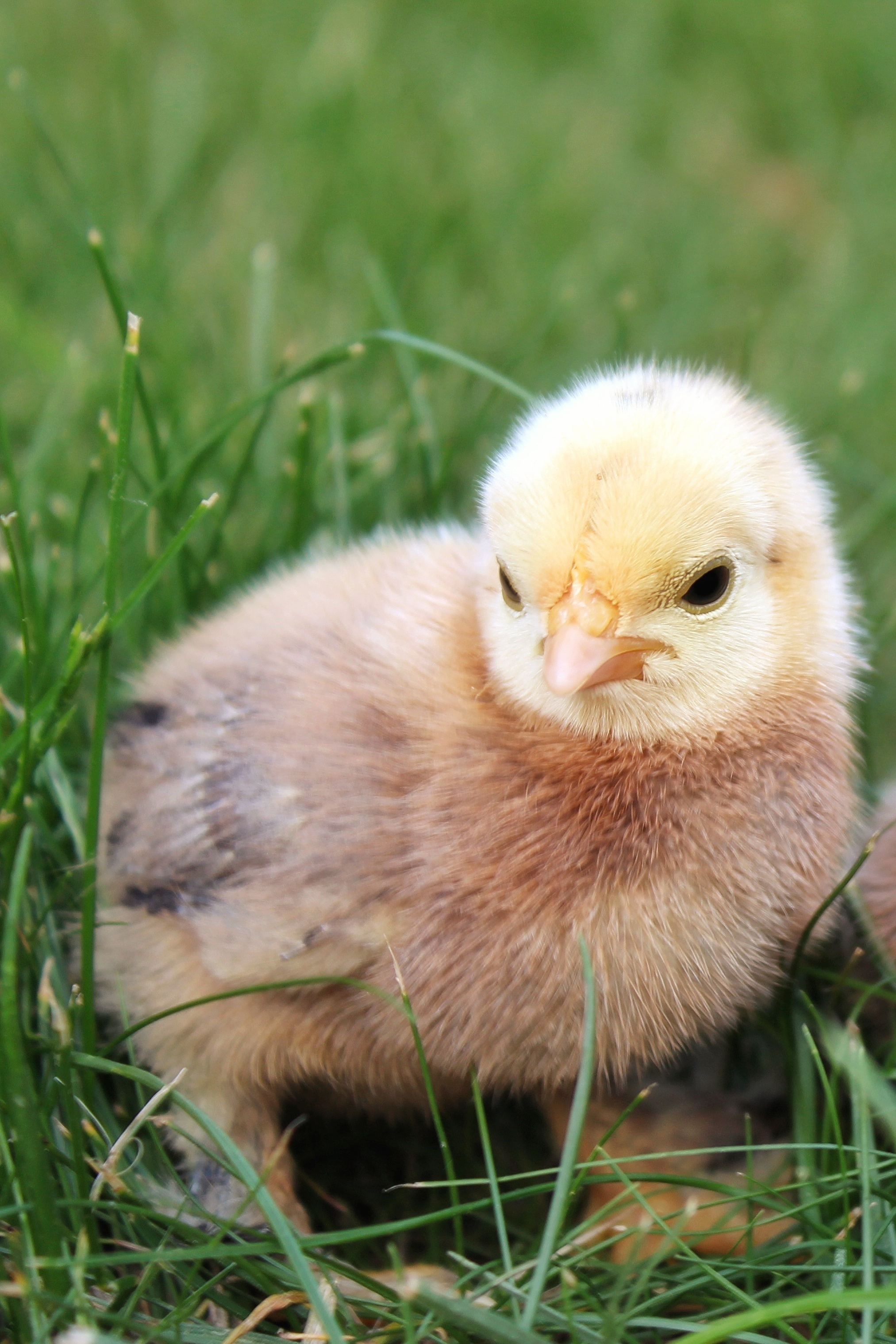 Chicks Chicken Animal free image download