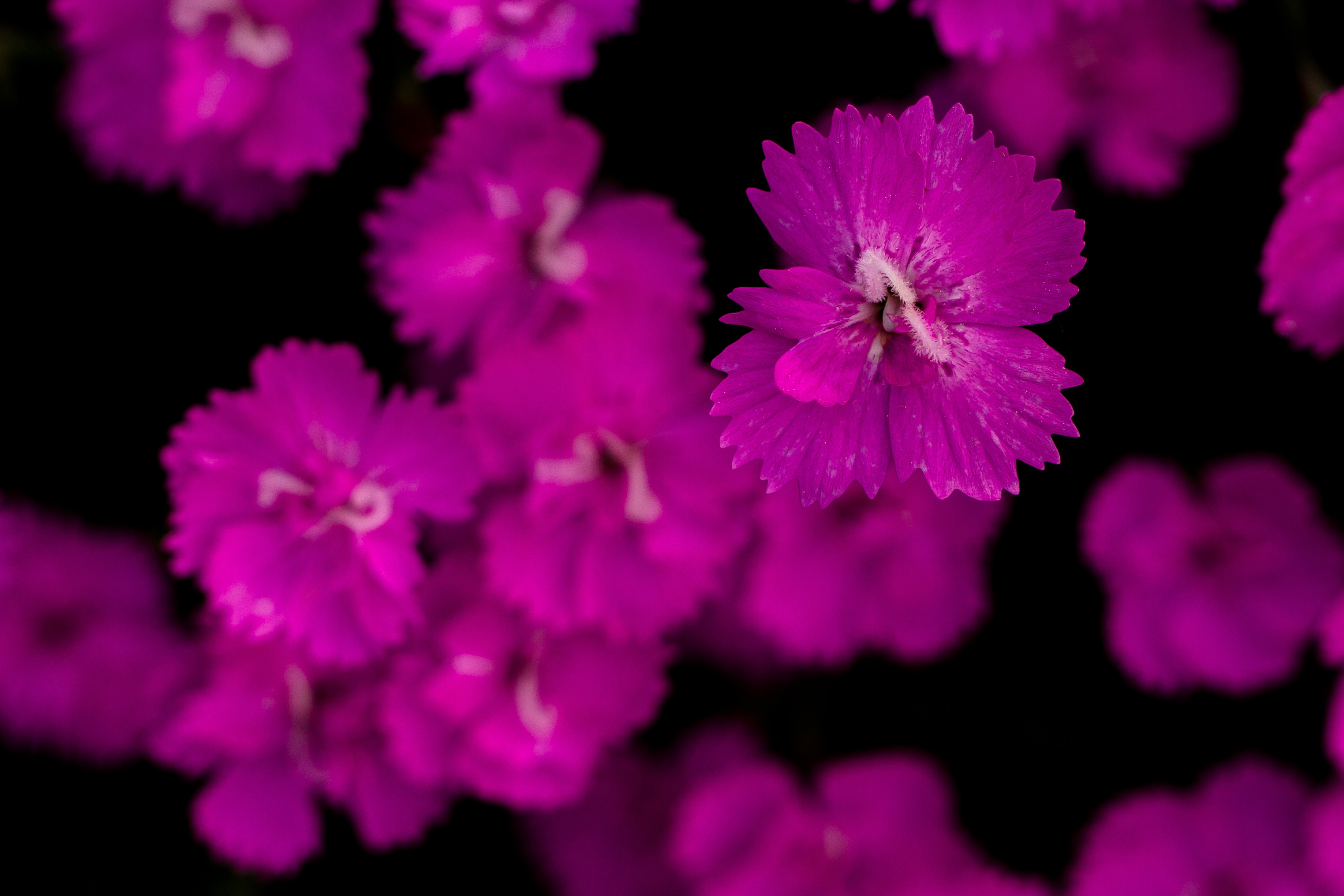 Carnation Pink Blossom free image download