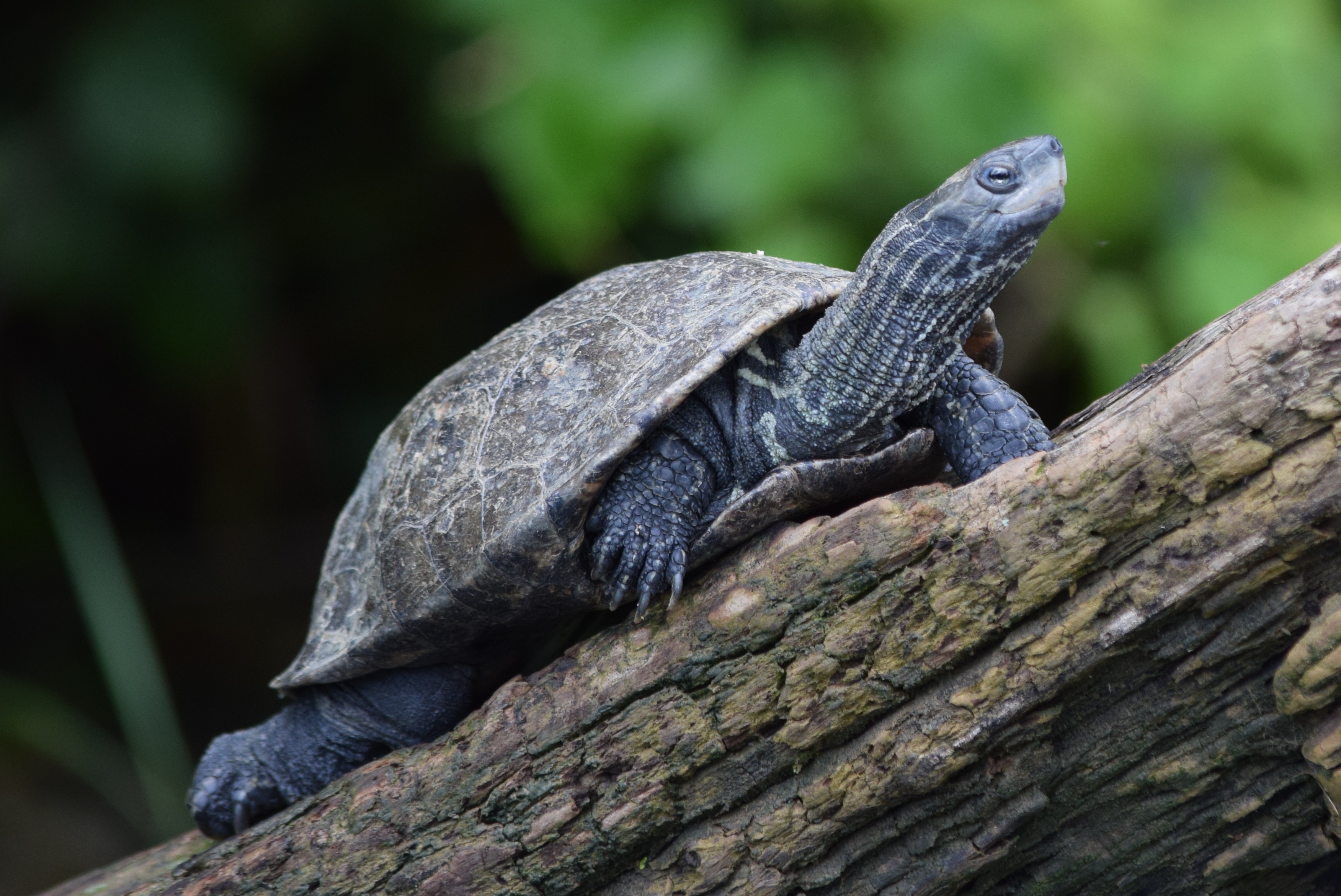 Turtle Nature Animal free image download